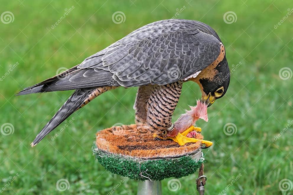 Peregrine Falcon Feeds on Perch Stock Photo - Image of falconry ...