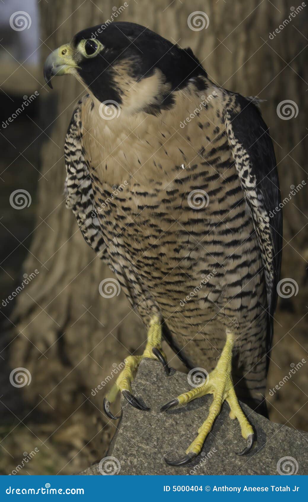 Peregrine Falcon (female) stock photo. Image of hunter - 5000404