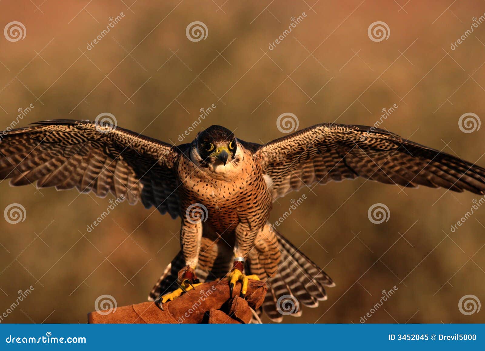 Peregrine falcon on fist stock image. Image of peregrine - 3452045