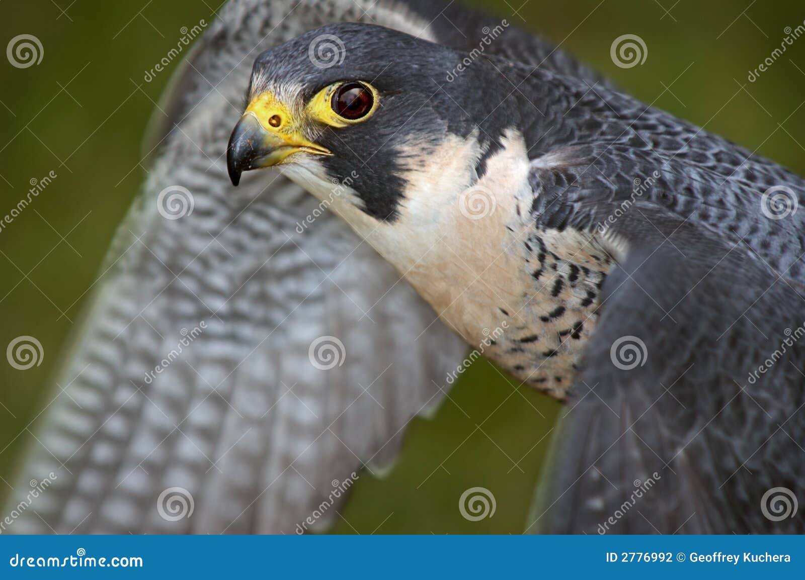 Peregrine Falcon Flaps Wings Stock Photo - Image of flap, motion: 2776992