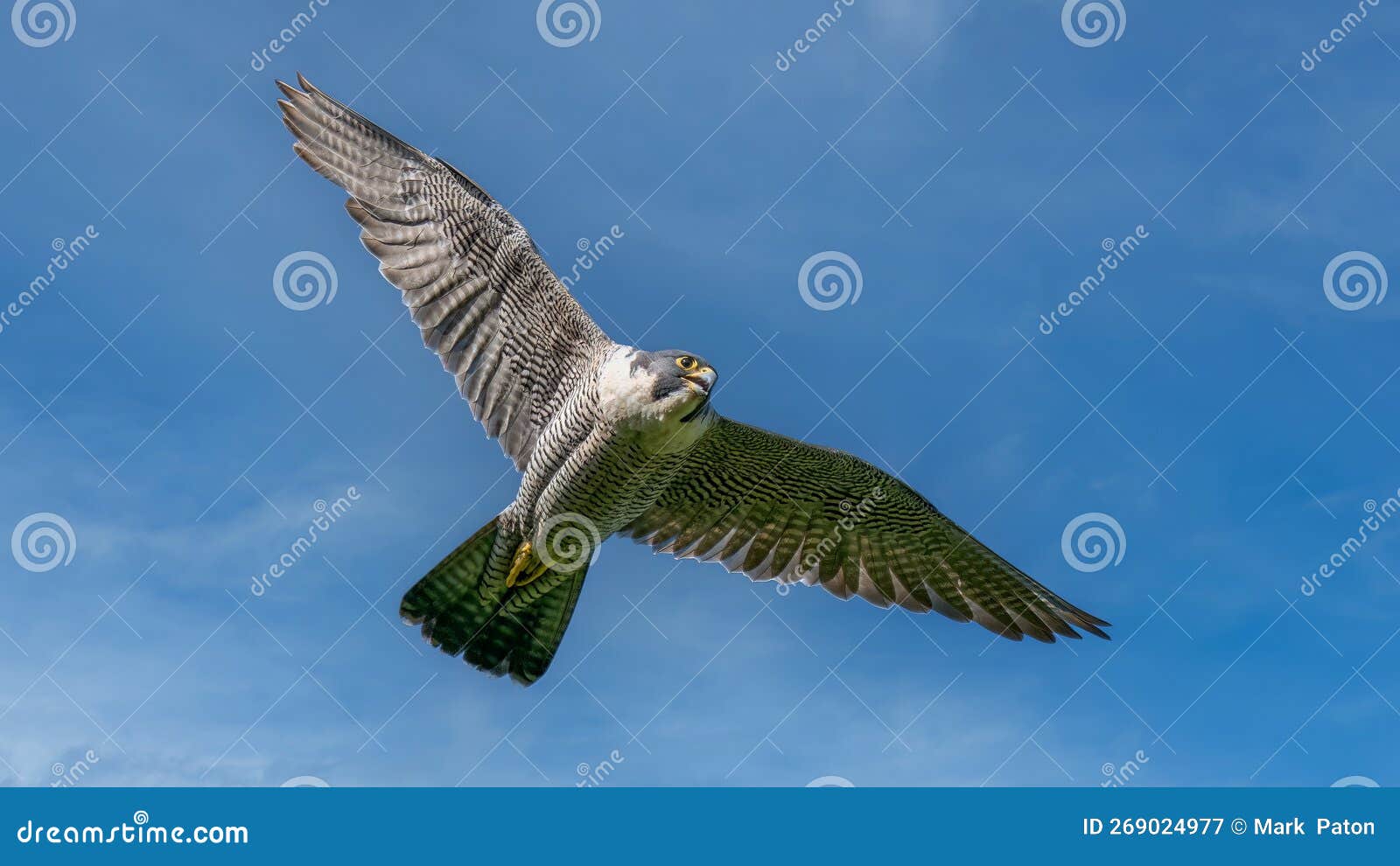 Peregrine falcon in flight stock image. Image of dashing - 269024977