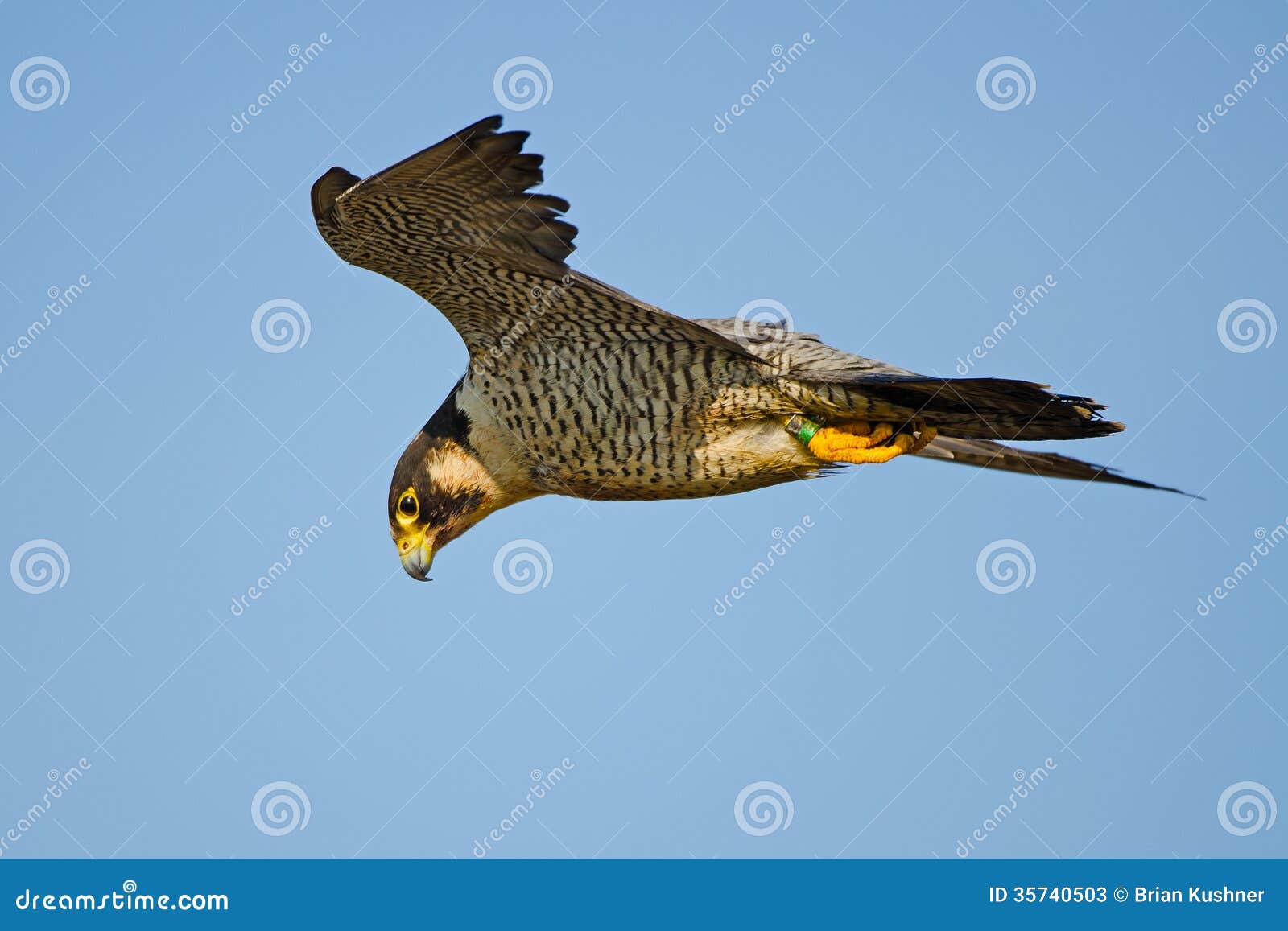 Peregrine Falcon stock image. Image of profile, falcon - 35740503