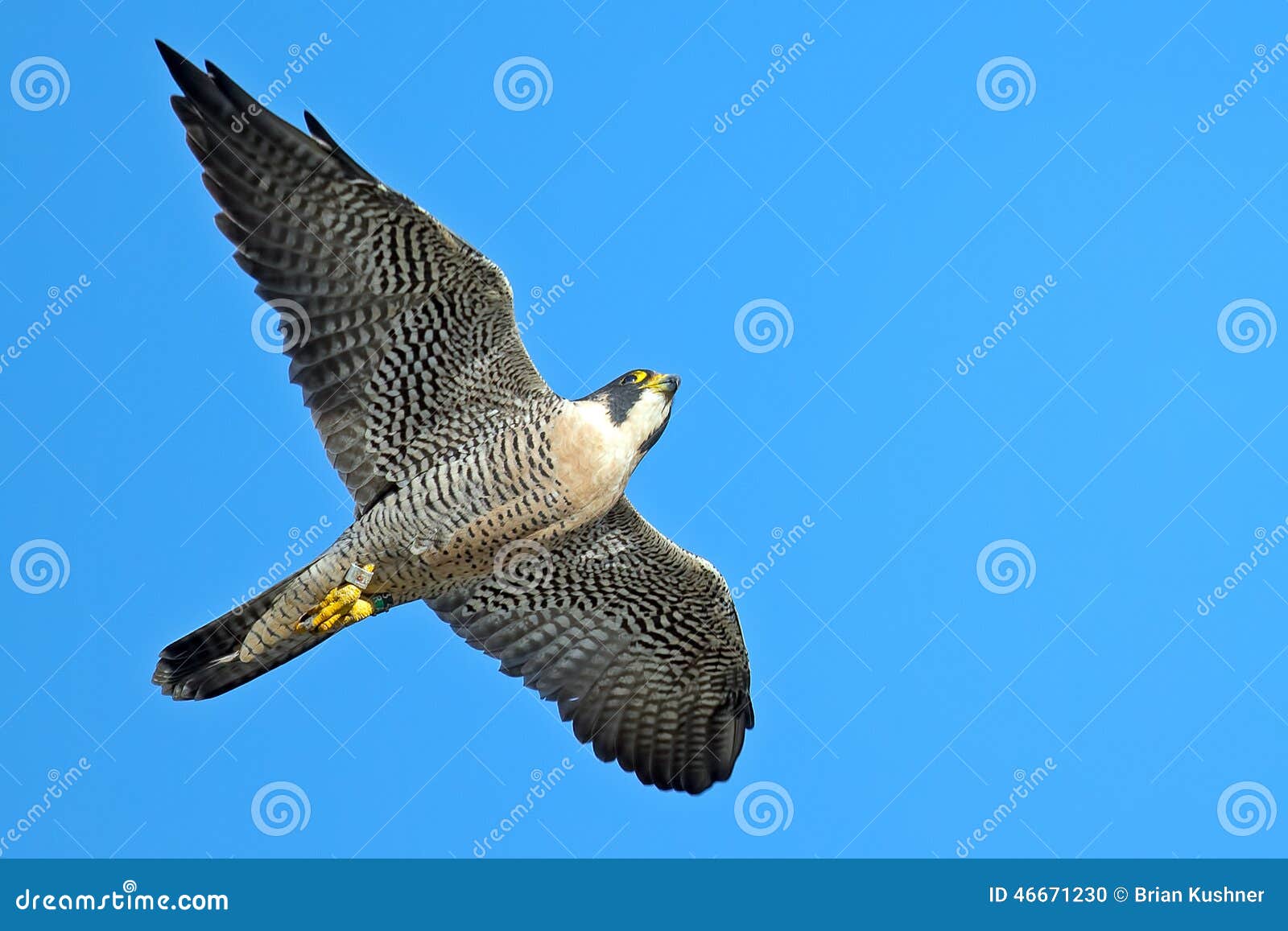 Peregrine Falcon stock photo. Image of prey, falco, hunter - 46671230