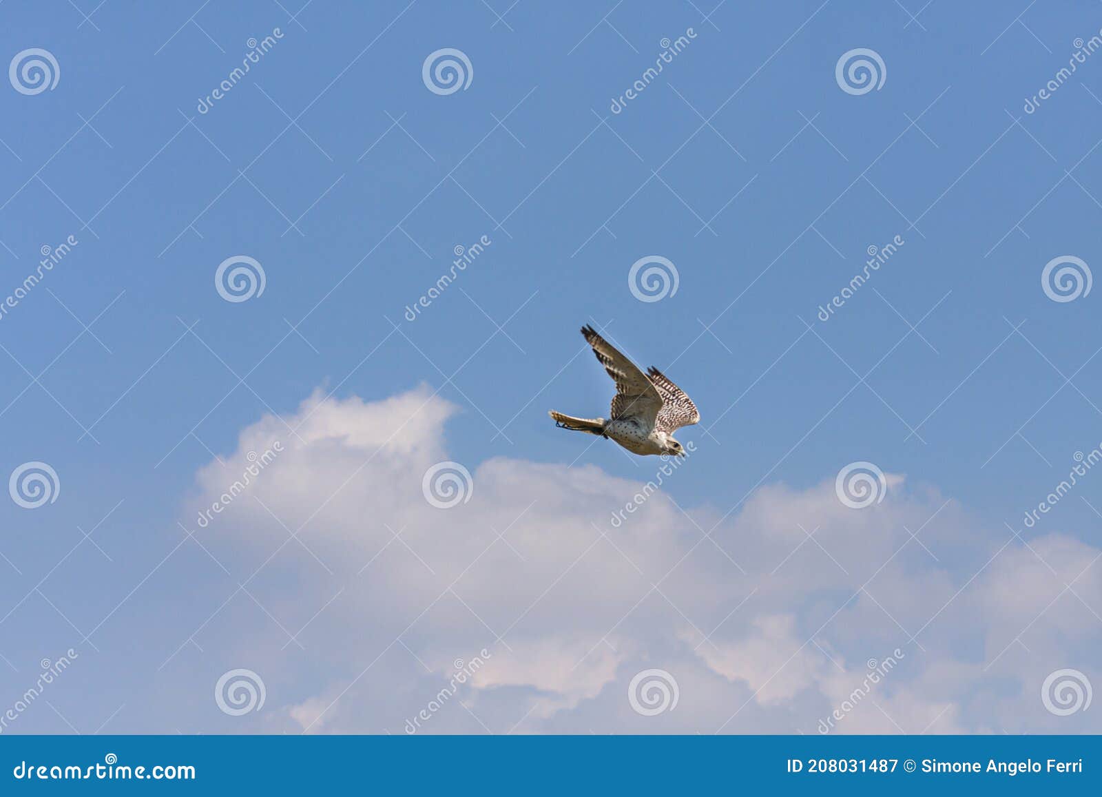 Peregrine Falcon in Flight in Blue Sky Stock Image - Image of hawk ...