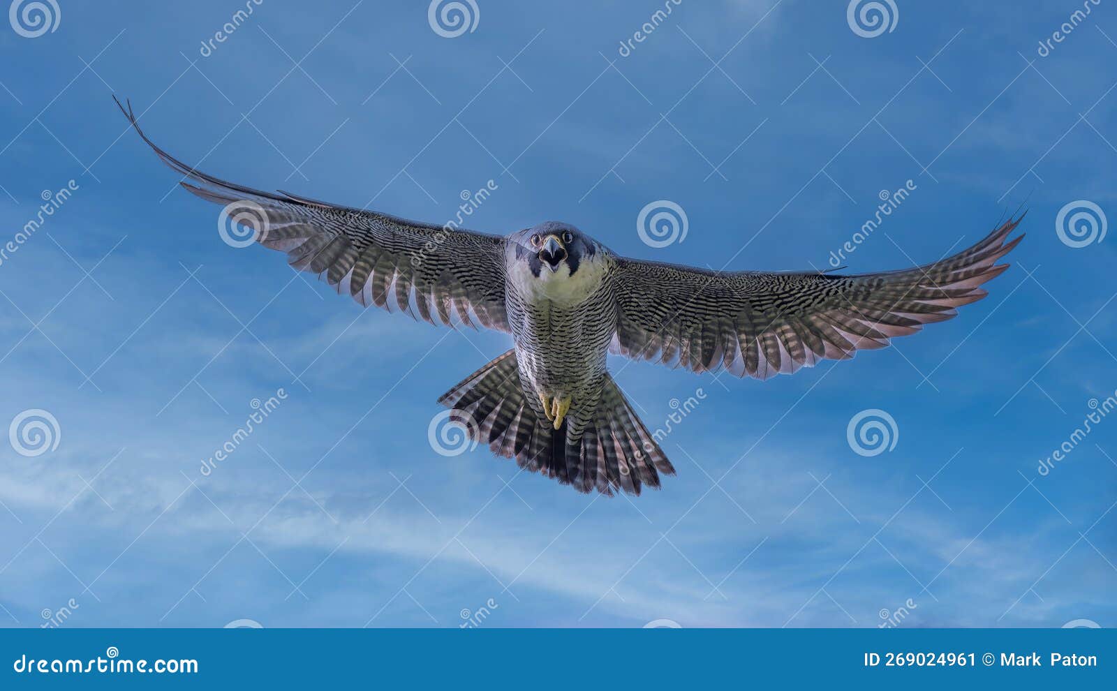 Peregrine falcon in flight stock image. Image of feather - 269024961