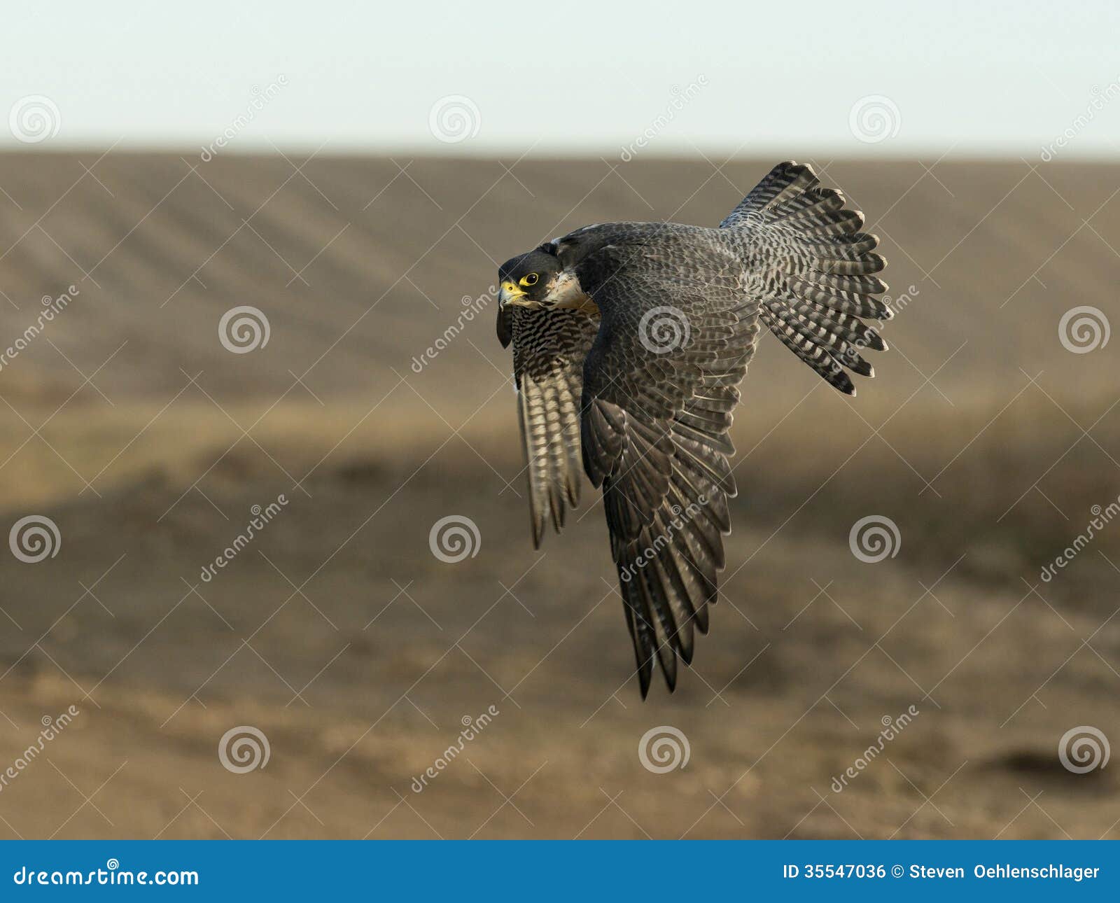 Peregrine Falcon On The Rock. Bird Of Prey, Female, Falco Peregrinus ...
