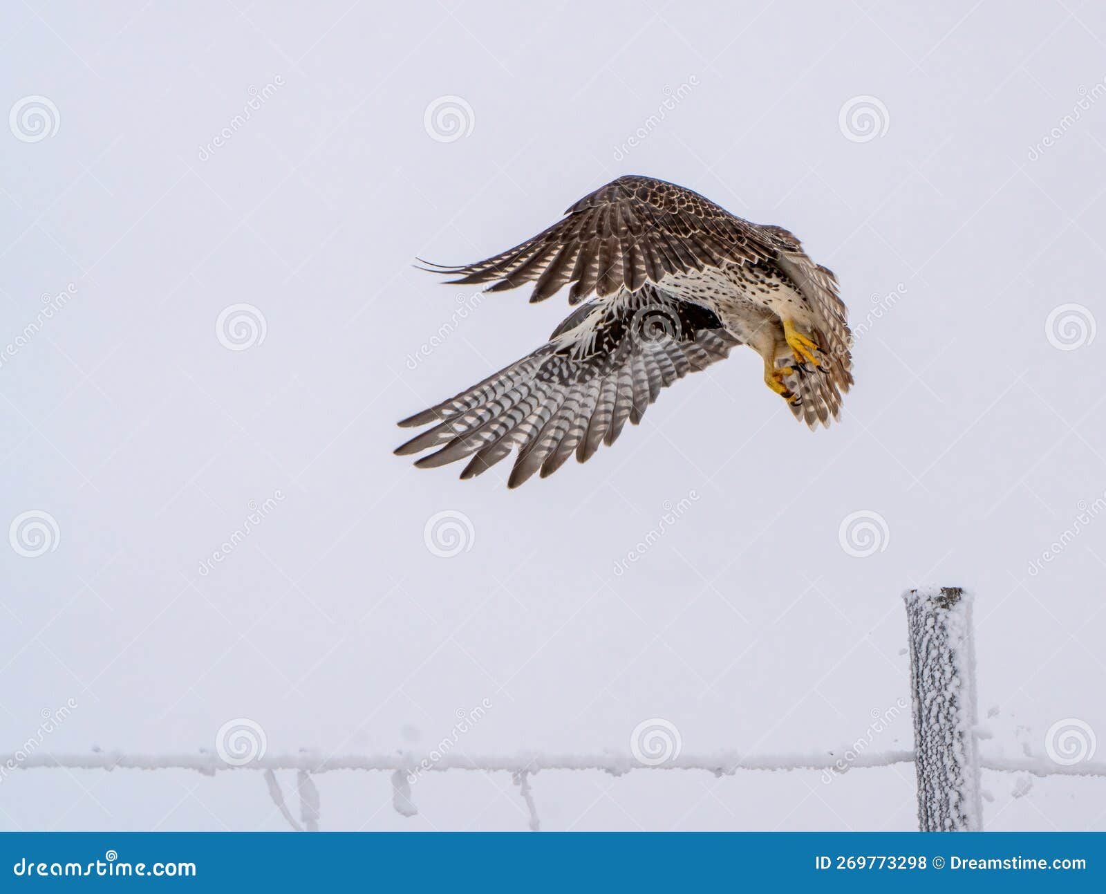 Peregrine Falcon in Flight stock photo. Image of saskatchewan - 269773298