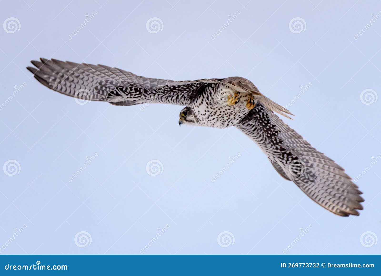 Peregrine Falcon in Flight stock photo. Image of hawk - 269773732