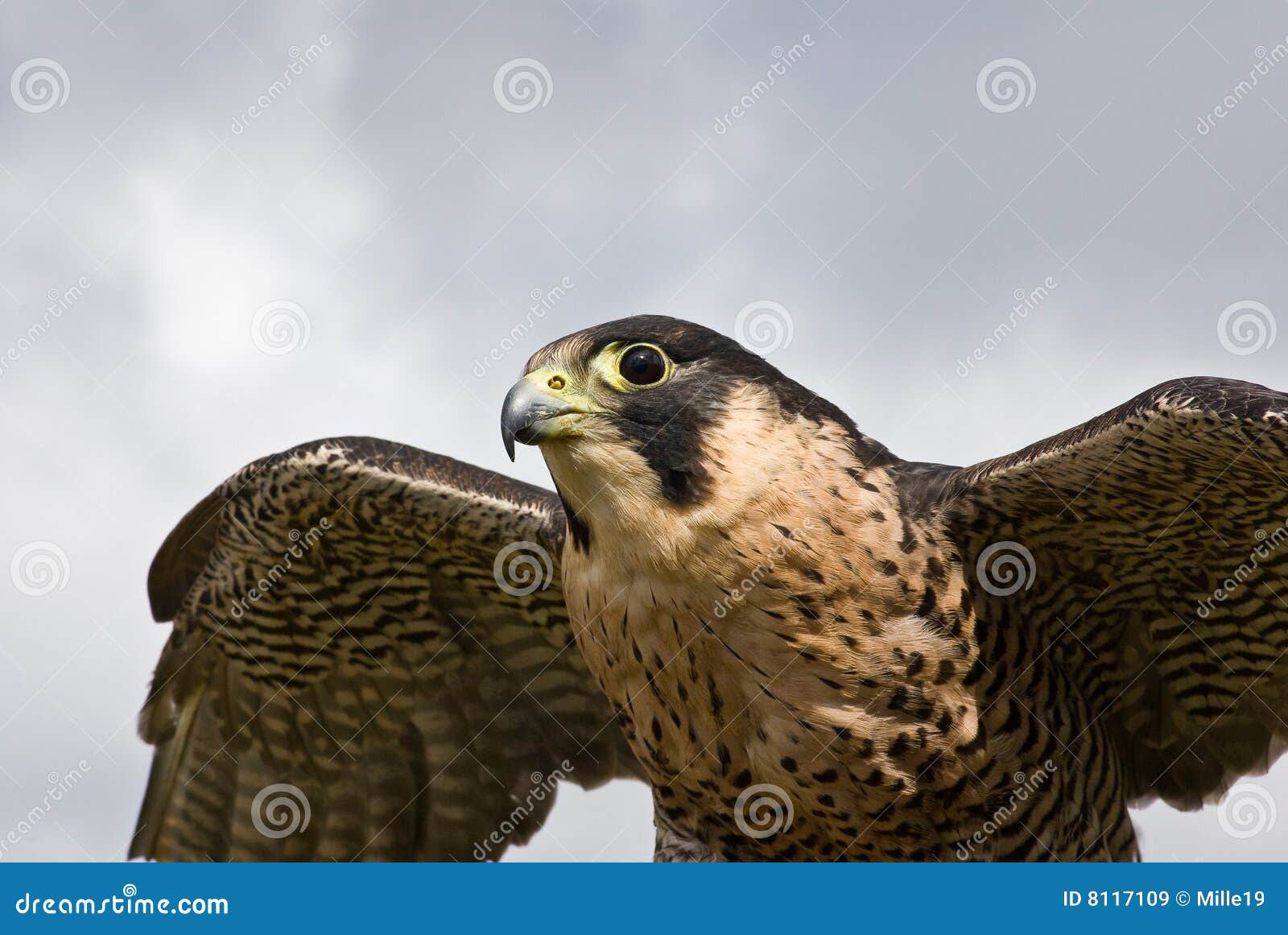 Peregrine Falcon flying stock image. Image of flying, prey - 8117109