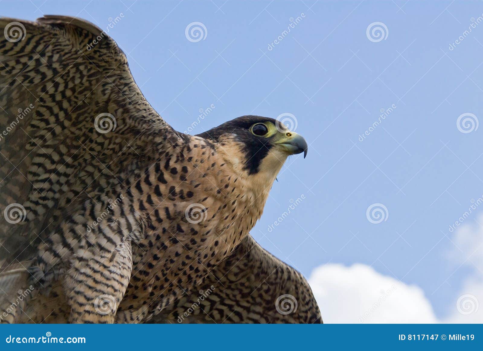 Flying Falcon Wallpaper