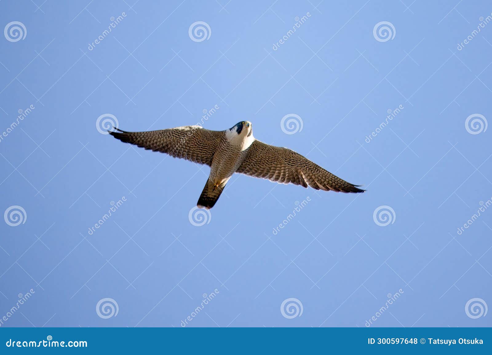 Peregrine Falcon in Flying on a Blue Sky Background Stock Photo - Image ...