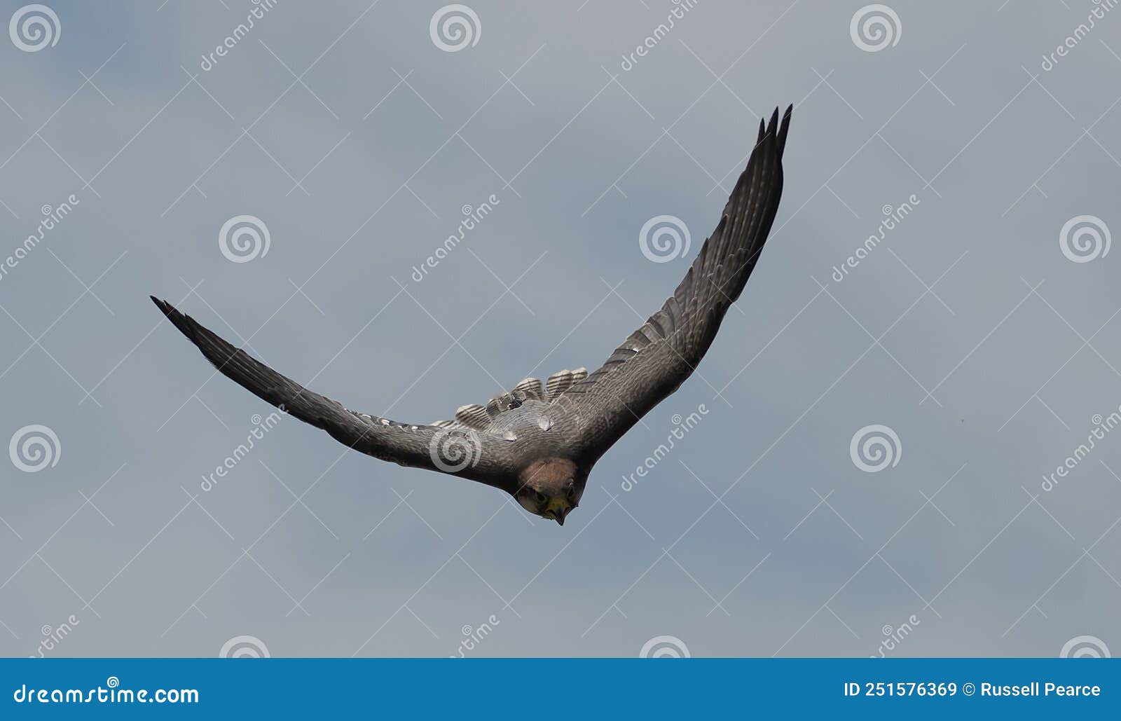 Peregrine Falcon Flying Fast Down Stock Image - Image of prey, colorful ...