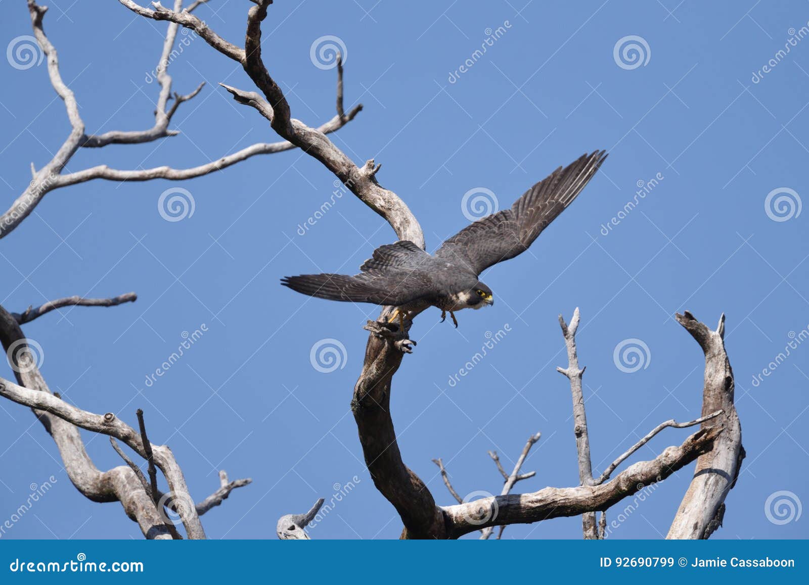 A Peregrine Falcon Flying Off of a Tree Stock Image - Image of jersey ...
