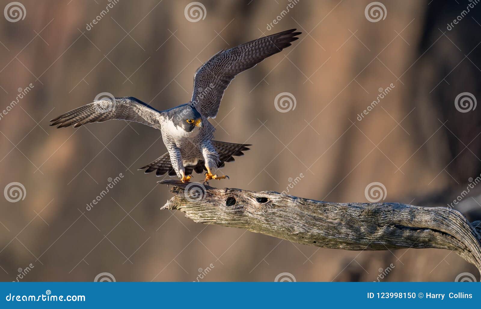 Peregrine Falcon Flying in the Sky Stock Photo - Image of hunting ...
