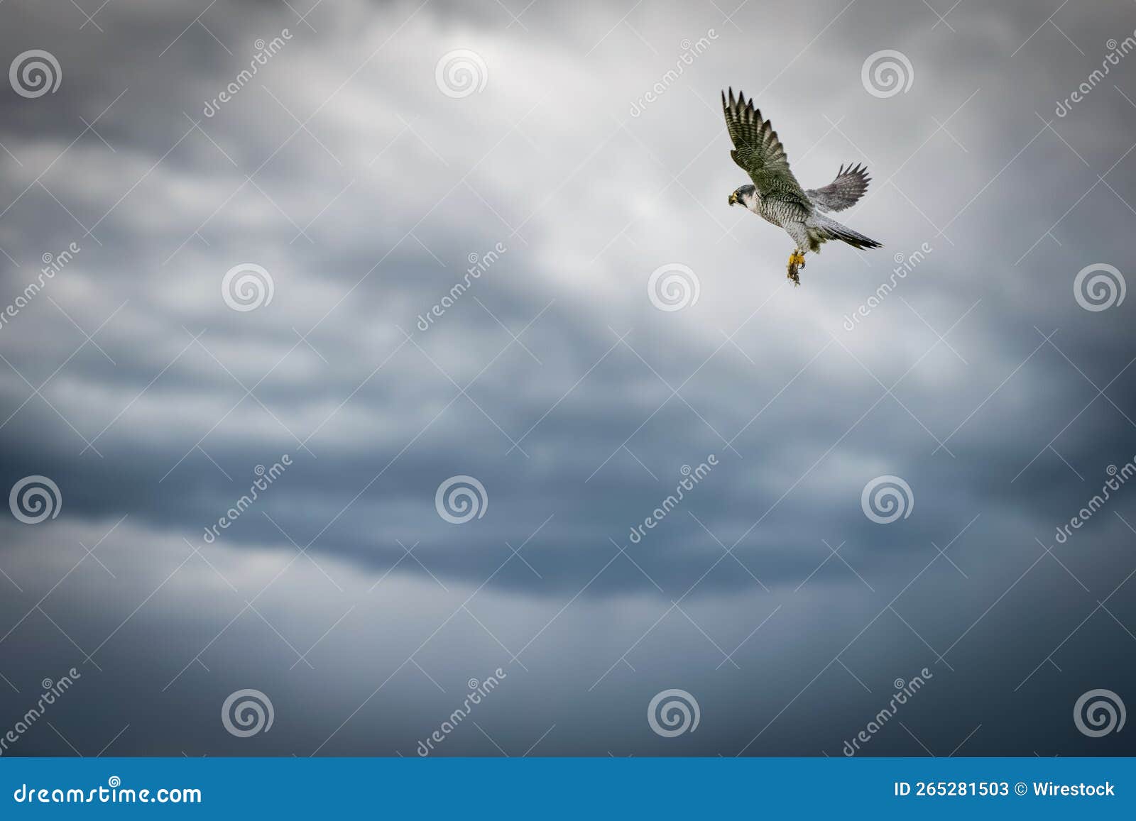 Peregrine Falcon Flying in the Thunderstorm Stock Image - Image of wild ...