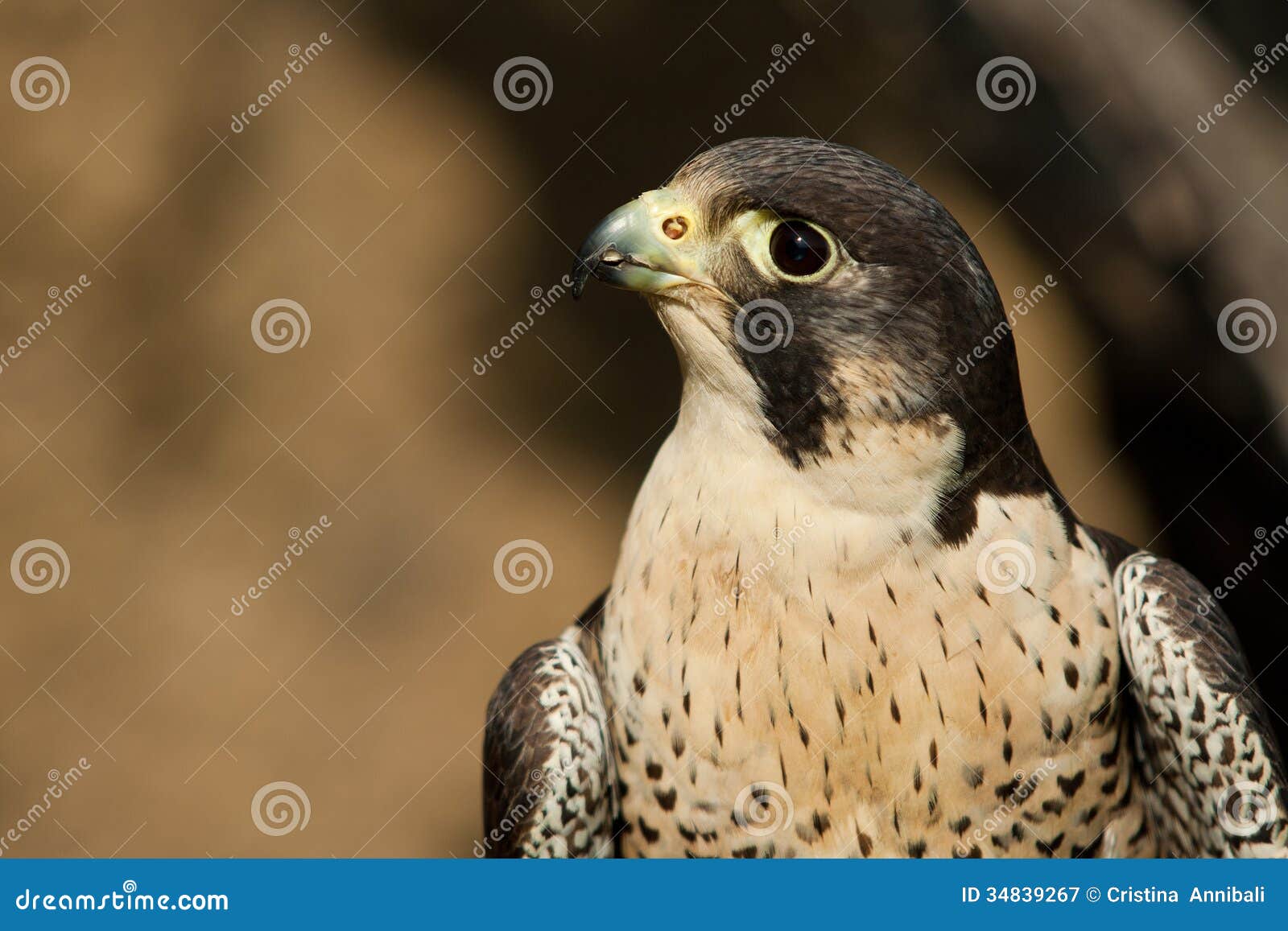 Peregrine falcon stock image. Image of forest, beak, feathers - 34839267