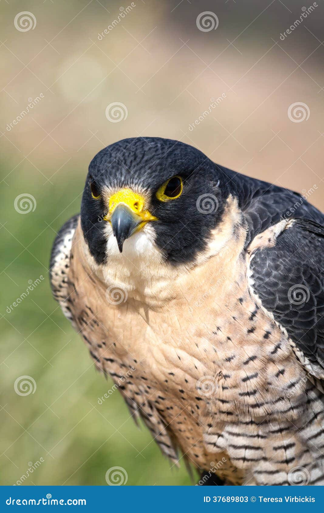 Peregrine Falcon stock image. Image of blue, feathers - 37689803