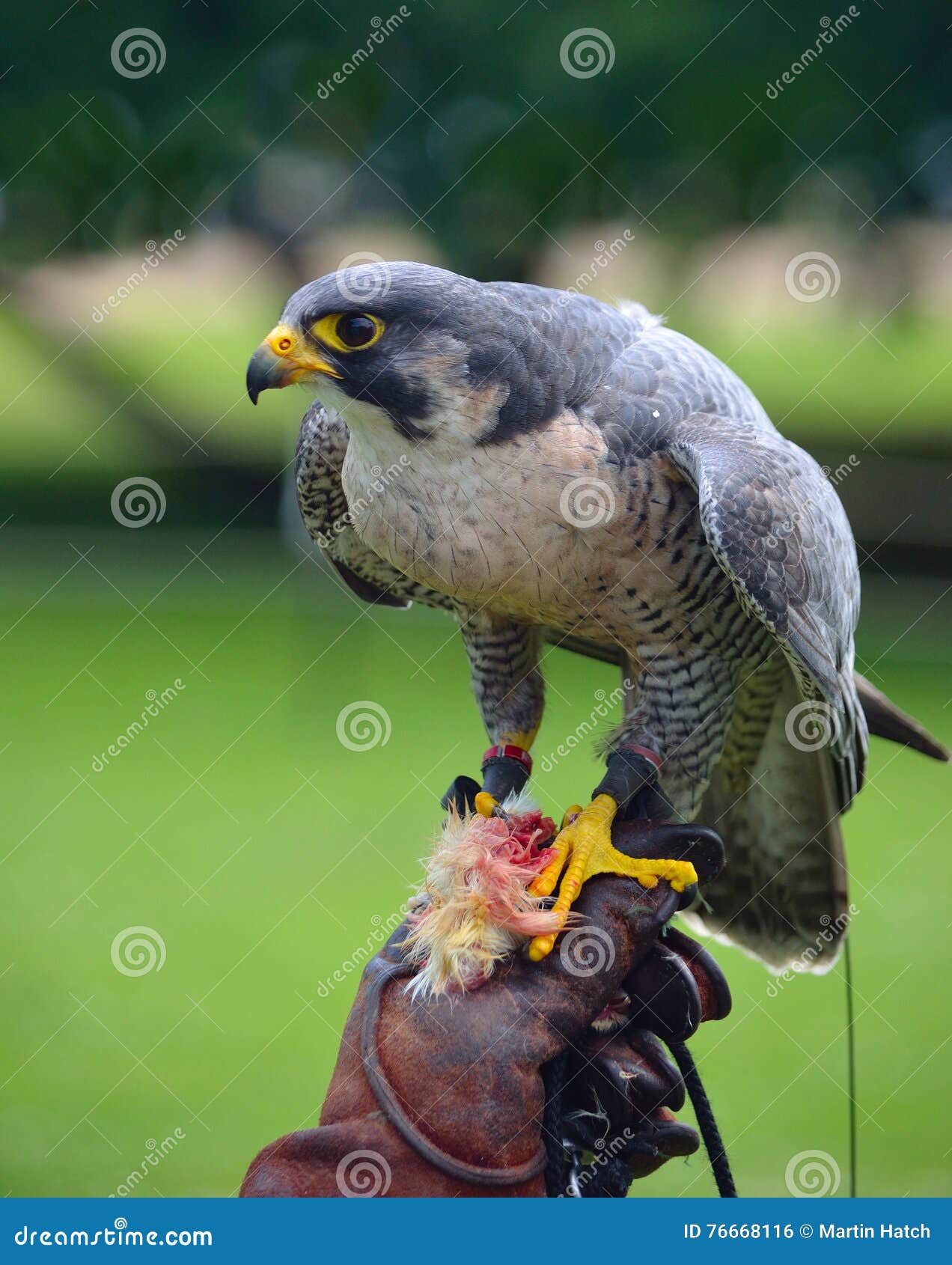 Peregrine Falcon. stock photo. Image of profile, close - 76668116
