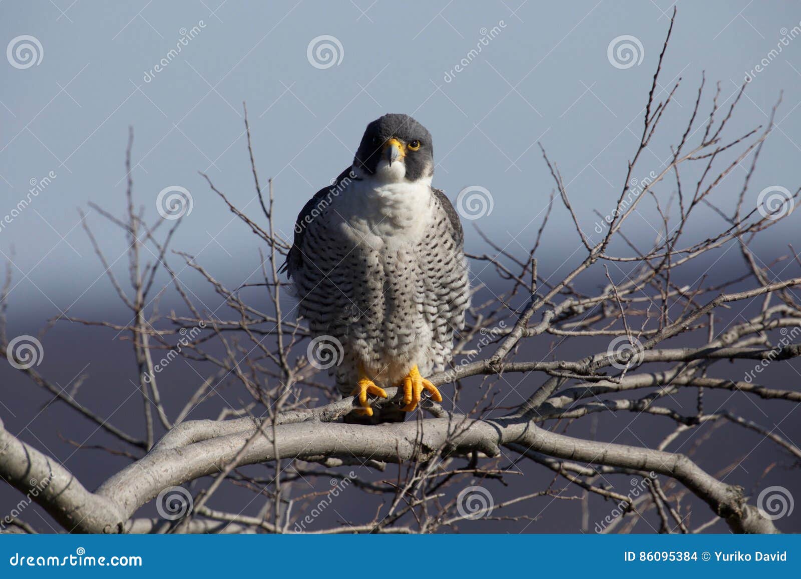 Peregrine Falcon stock photo. Image of pair, prey, hawk - 86095384