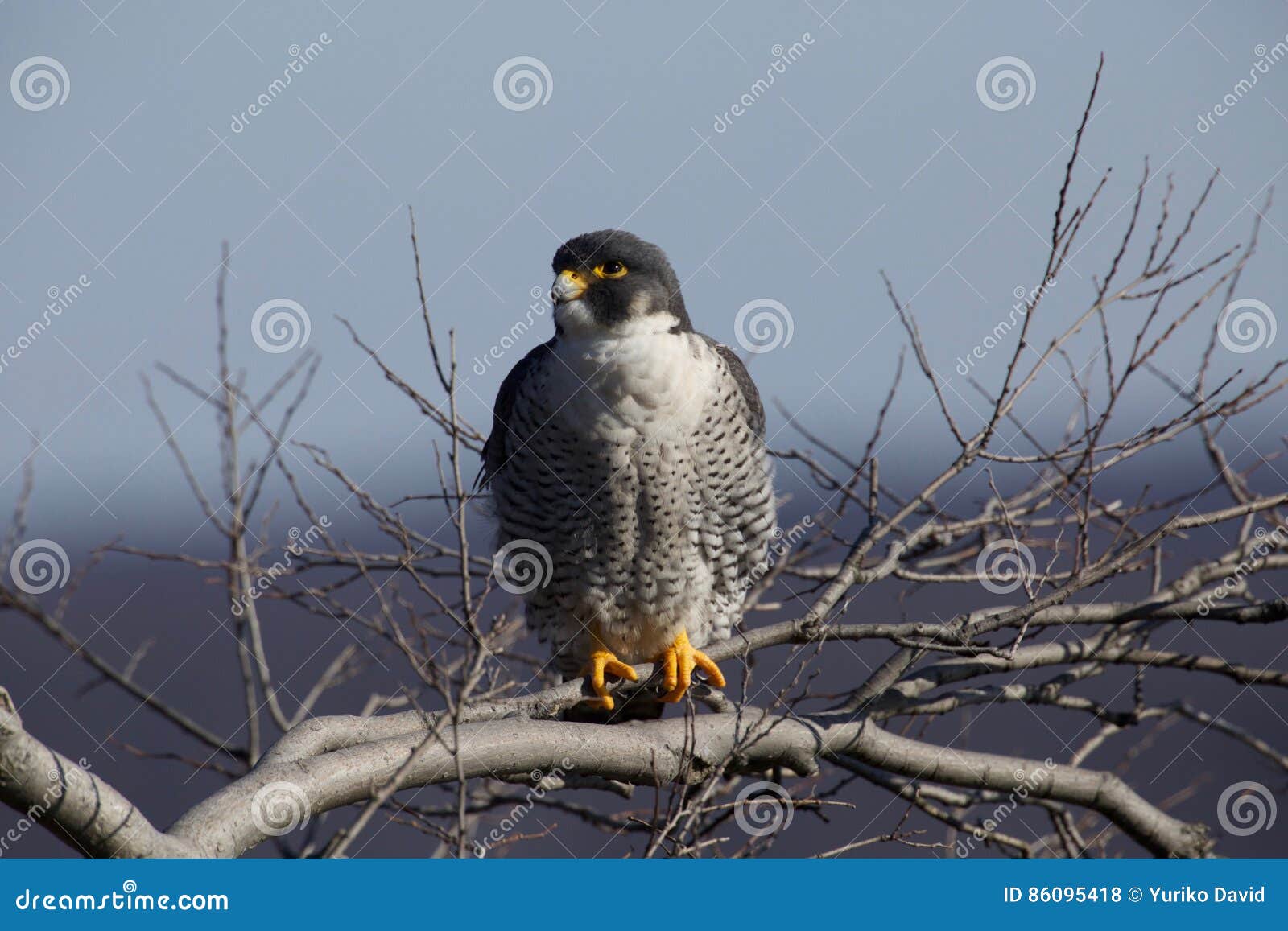 Peregrine Falcon stock photo. Image of hawk, hunter, falcon - 86095418