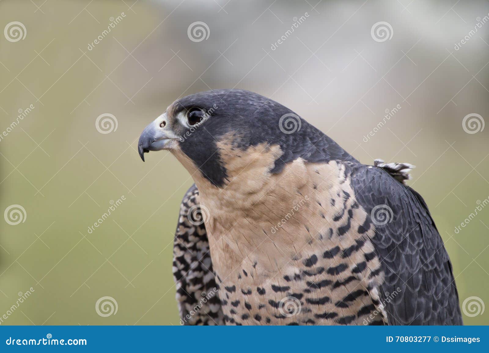 Peregrine Falcon Head and Shoulders Stock Image - Image of predator ...