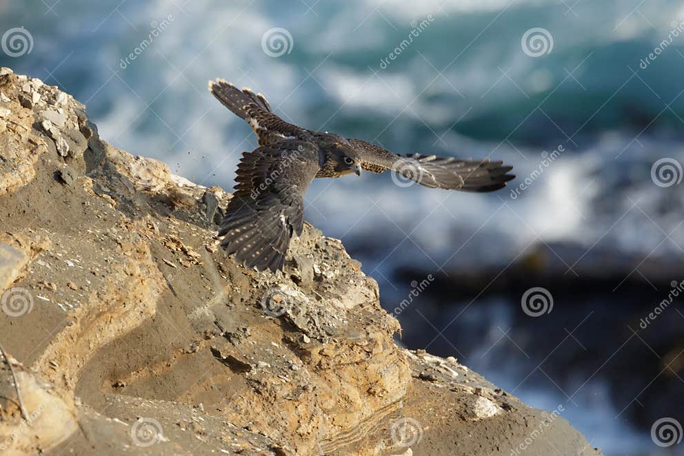Peregrine Falcon stock image. Image of bird, falcon, soaring - 94993557