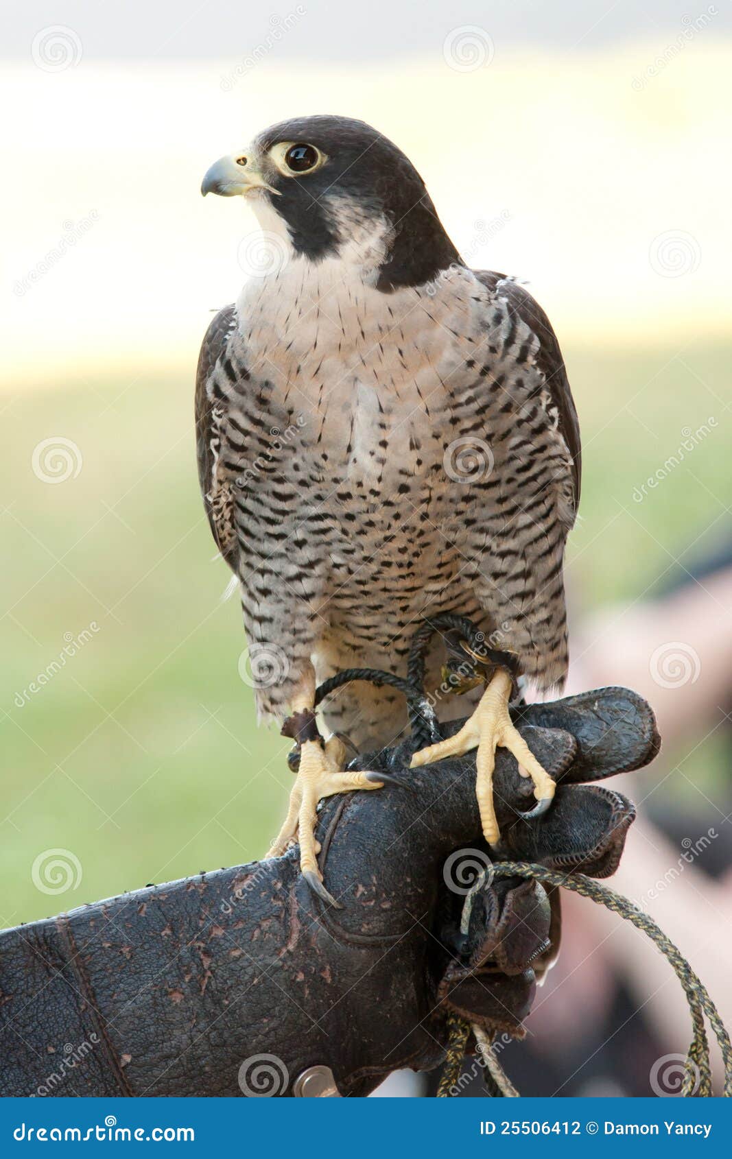 A Peregrine Falcon and Its Handler. Stock Photo - Image of falco ...