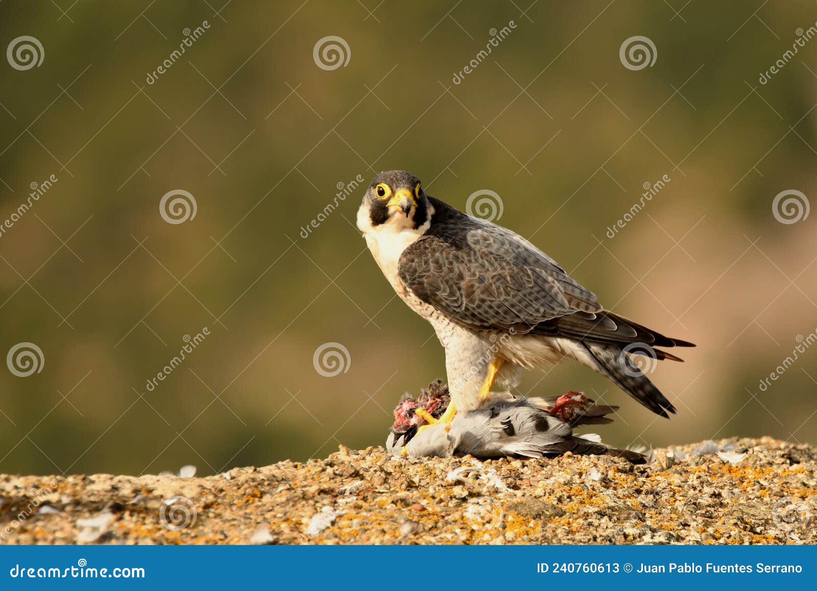 Peregrine Falcon Keeps Watch with Its Prey in Its Talons Stock Image ...