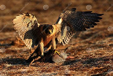 Peregrine falcon on kill stock photo. Image of south, falcon - 3452120