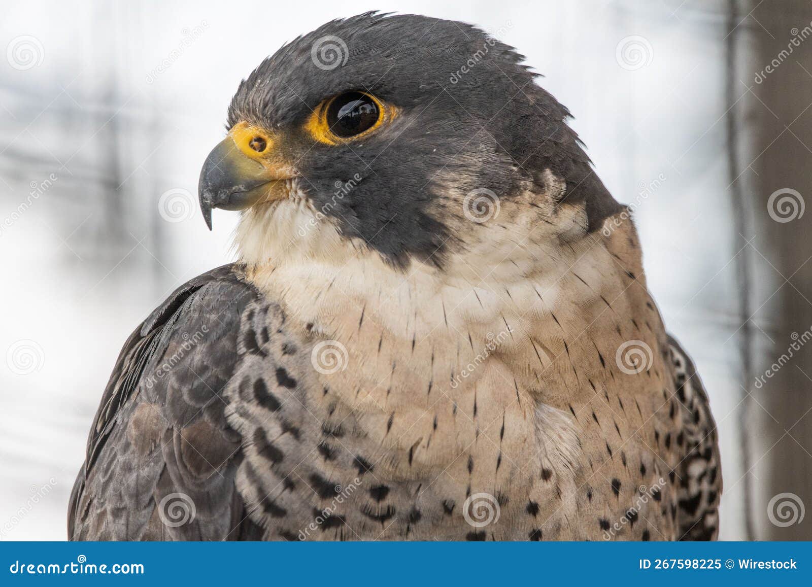 Peregrine Falcon Looking Side in Blurred Background Stock Image - Image ...