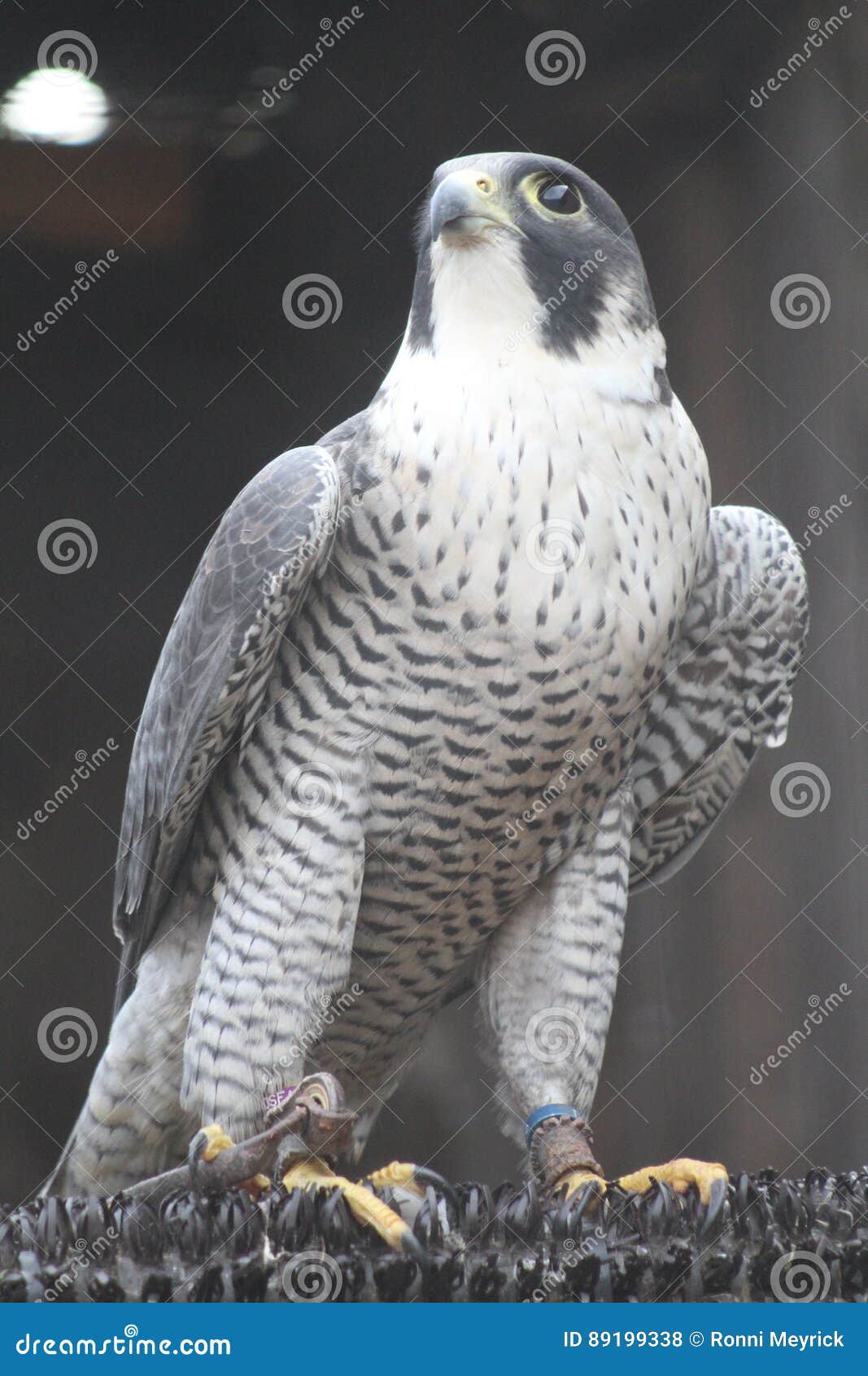 Peregrine Falcon Looking Up To the Sky. Stock Photo - Image of vibrant ...