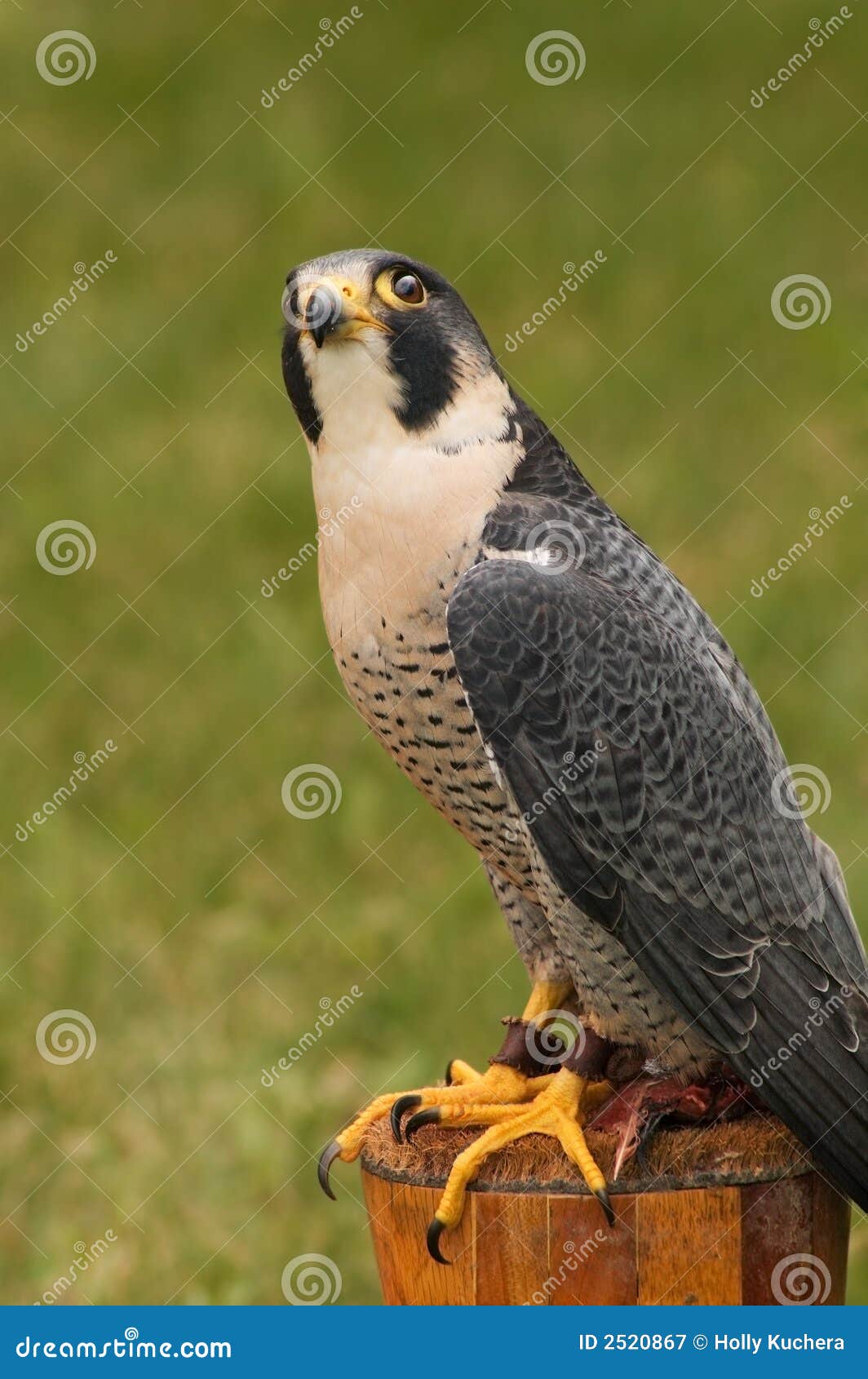 Peregrine Falcon Looks Way Up Stock Image - Image of peregrine, falcon ...