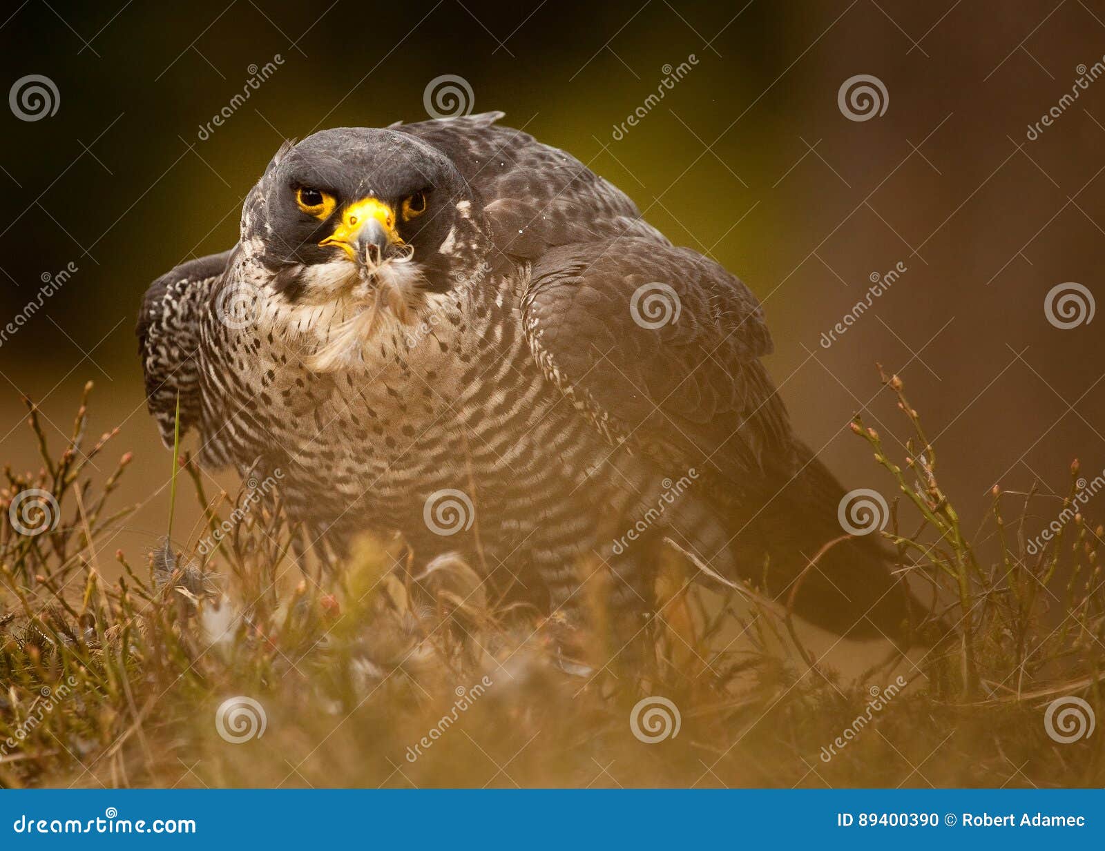 Peregrine falcon stock photo. Image of nature, migratory - 89400390