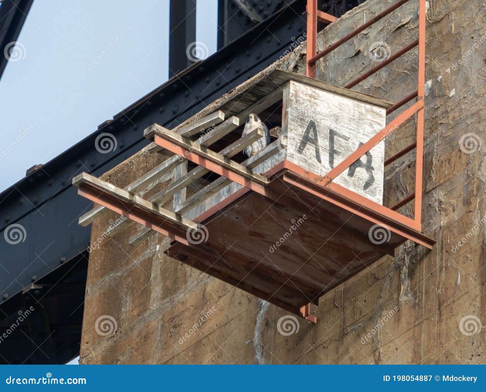 Peregrine Falcon in a Nesting Box Stock Image - Image of life, risk ...