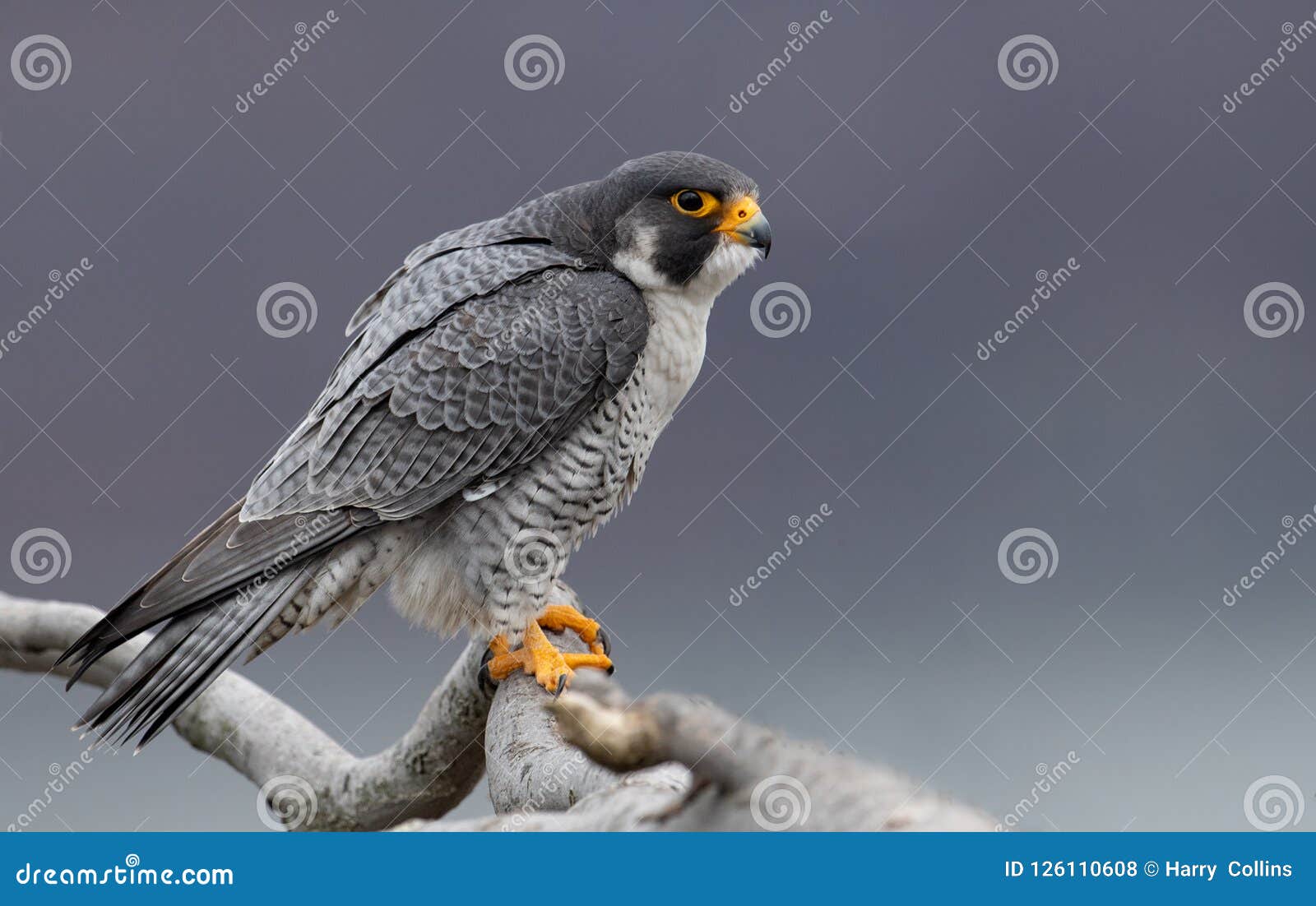 Peregrine Falcon in New Jersey Stock Photo - Image of bird, wing: 126110608