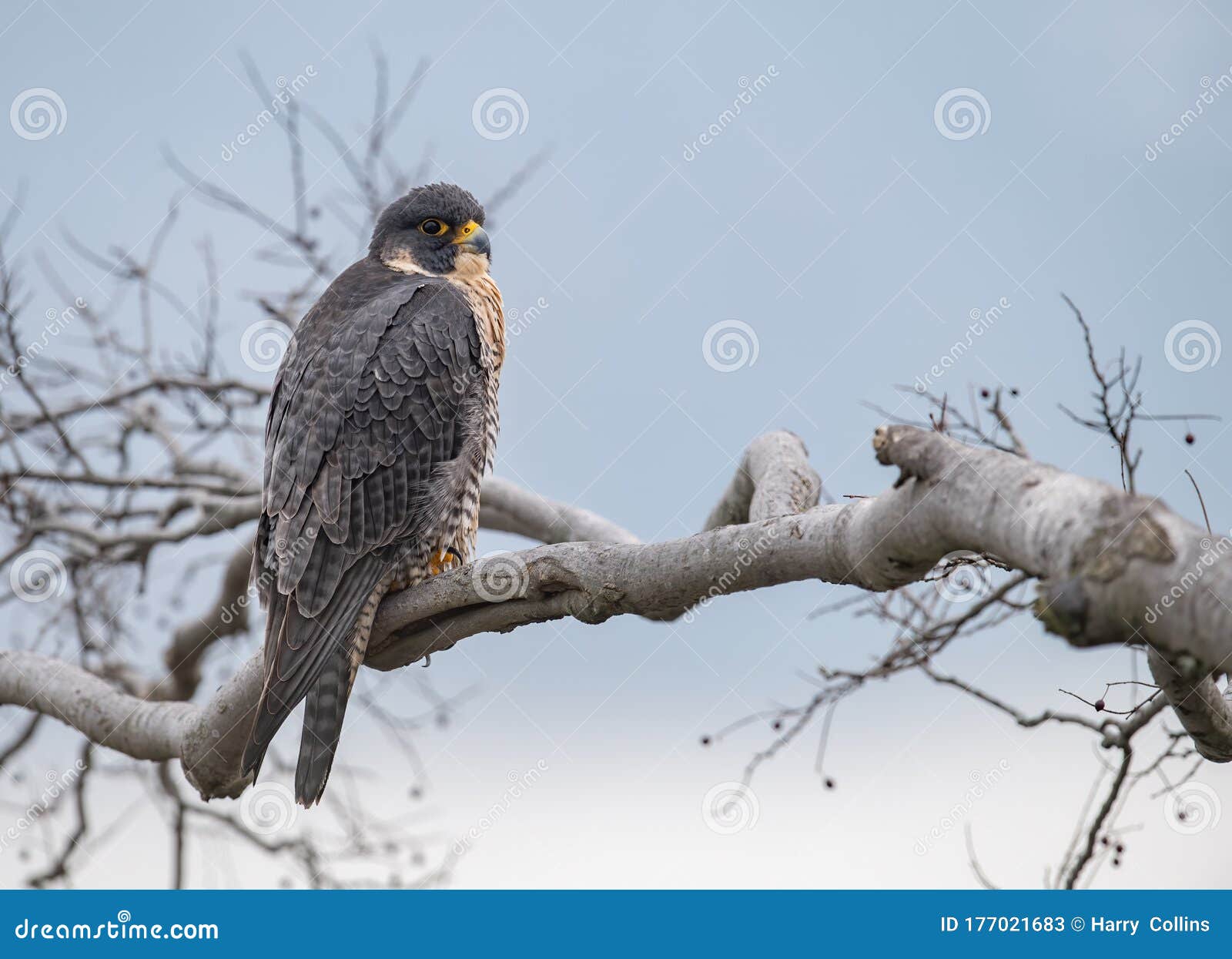 Peregrine Falcon in New Jersey Stock Image - Image of portrait, bird ...