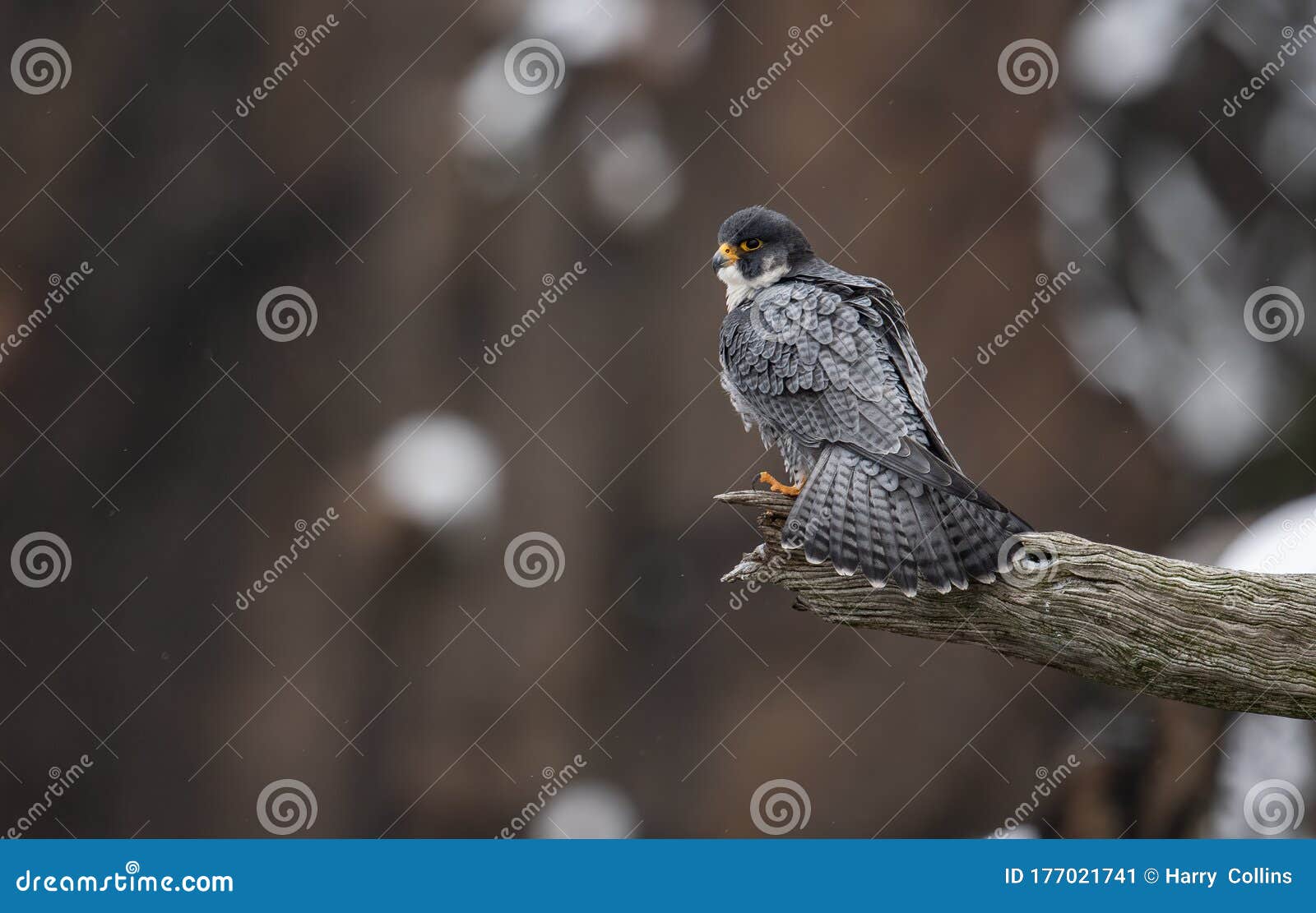 Peregrine Falcon in New Jersey Stock Image - Image of wild, jersey ...