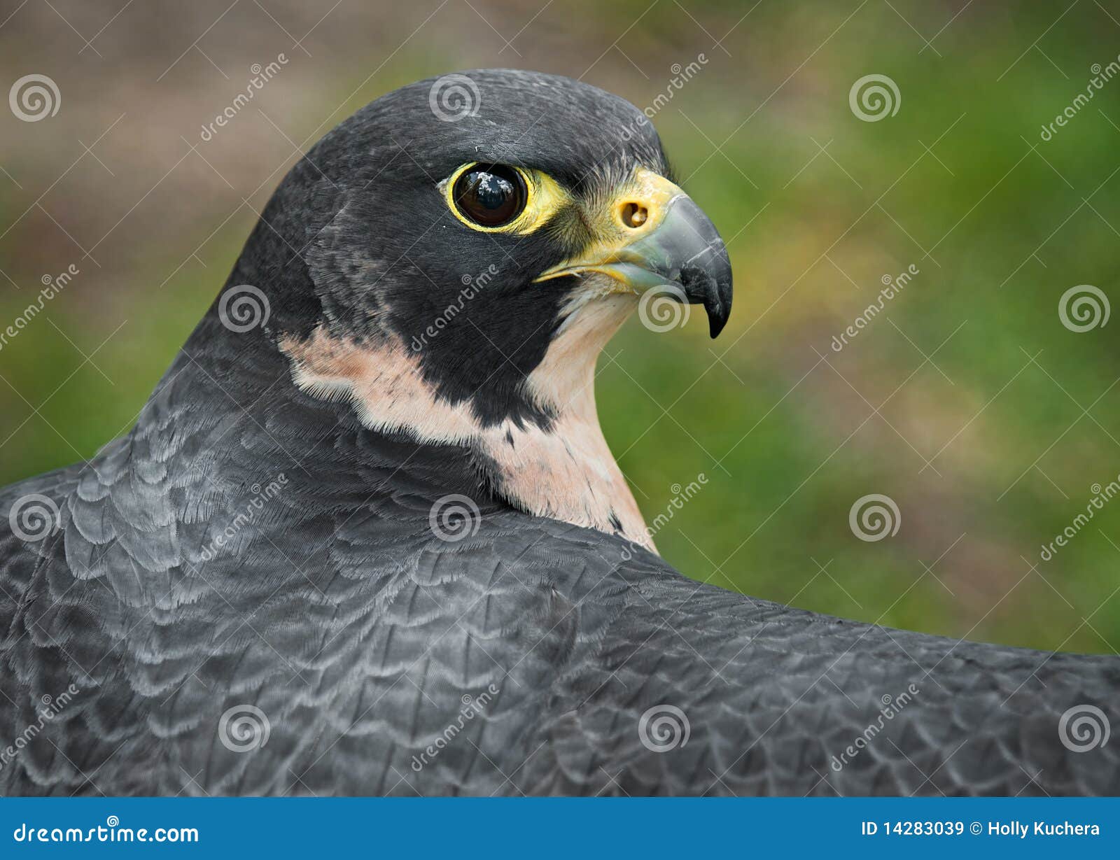 Peregrine Falcon Outstretched Wings Royalty-Free Stock Photo ...