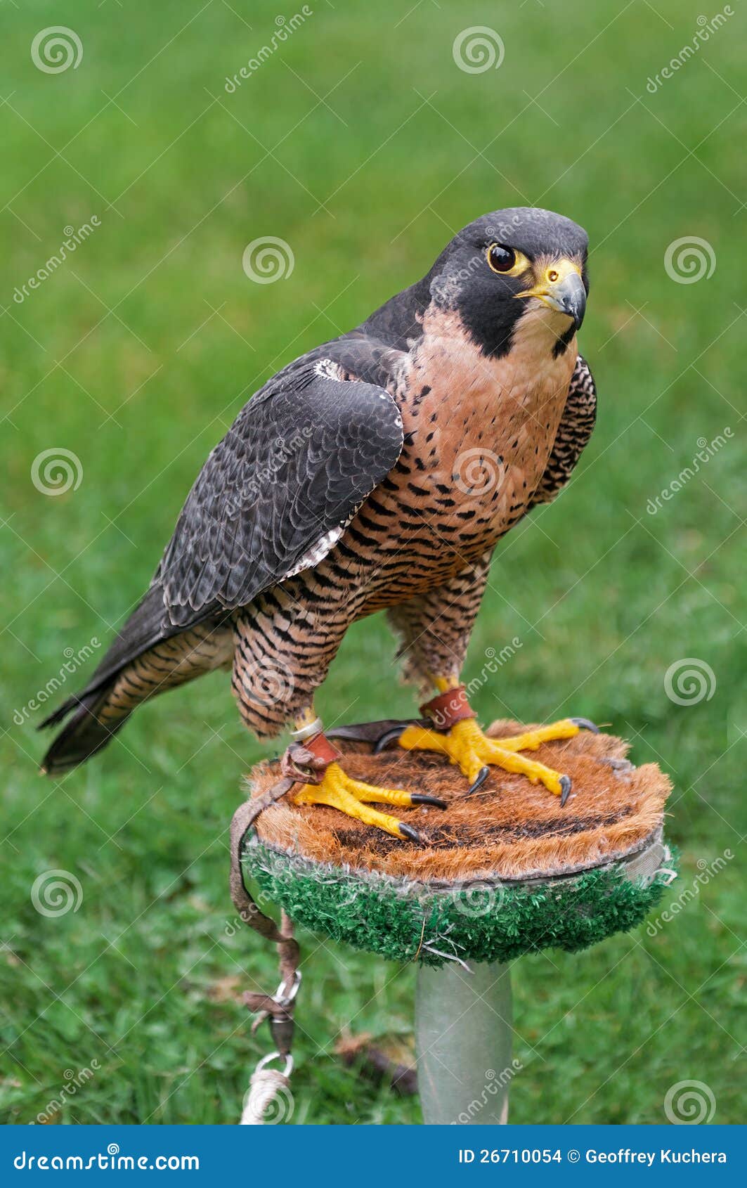 Peregrine Falcon on Perch stock photo. Image of avian - 26710054