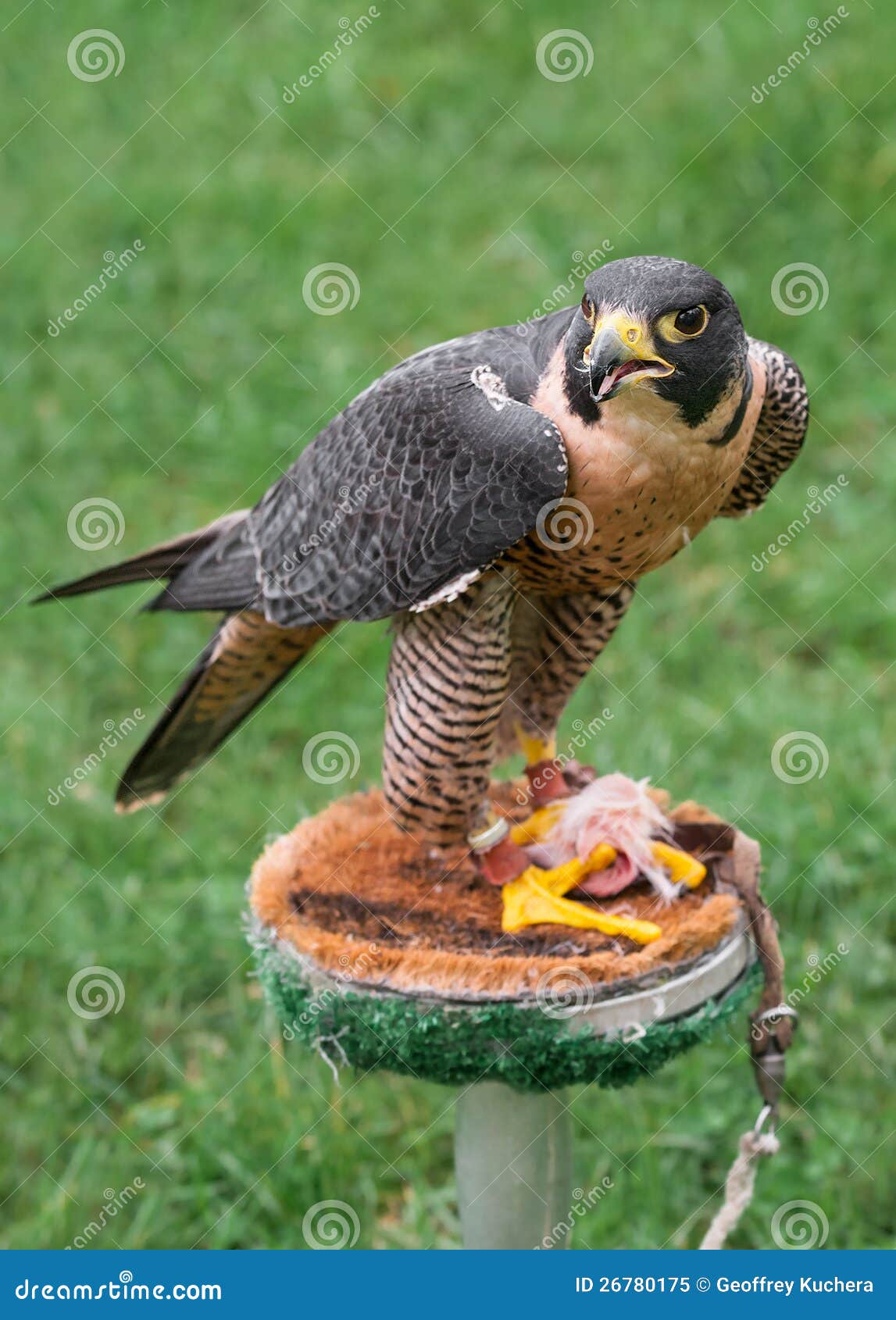 Peregrine Falcon on Perch stock image. Image of falconry - 26780175