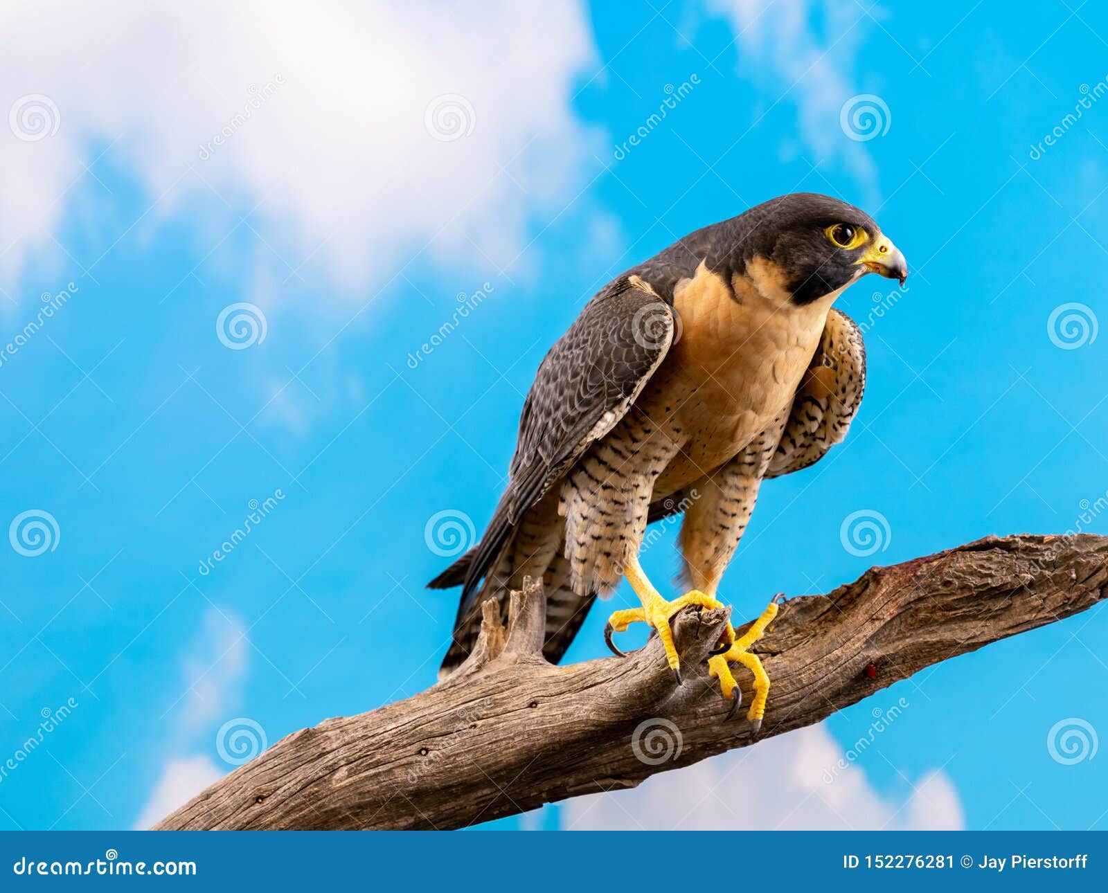 Peregrine Falcon on Perch with Blue Sky and Cloud Backdrop Stock Image ...