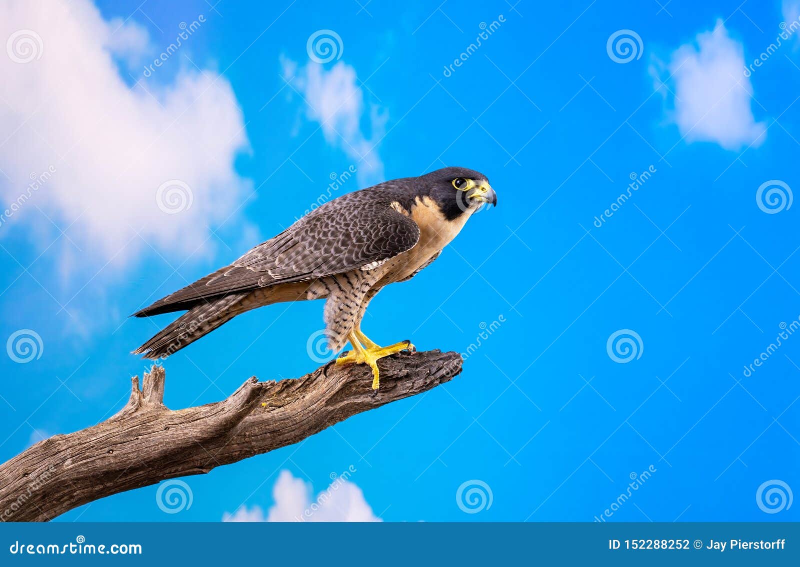 Peregrine Falcon on Perch with Blue Sky and Cloud Backdrop Stock Photo ...