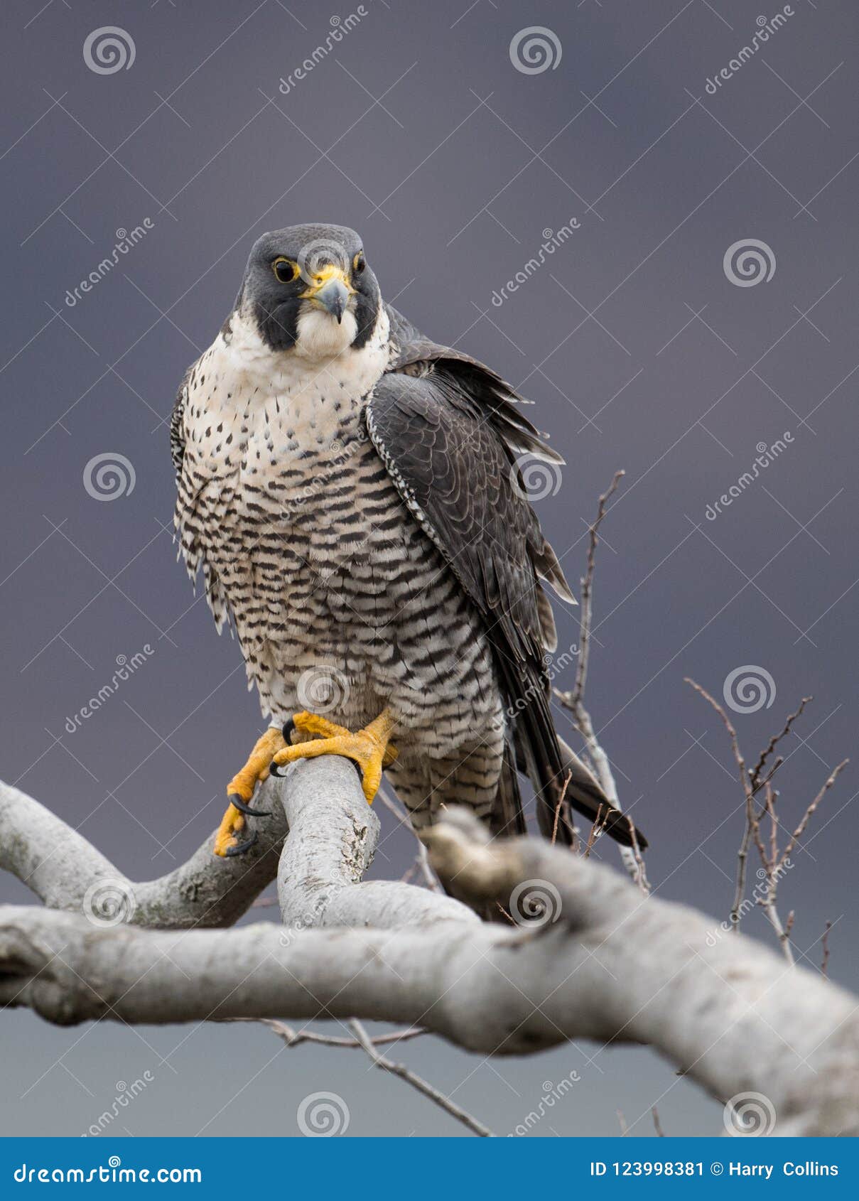 Peregrine Falcon Perch on Branch Stock Image - Image of attack, nature ...