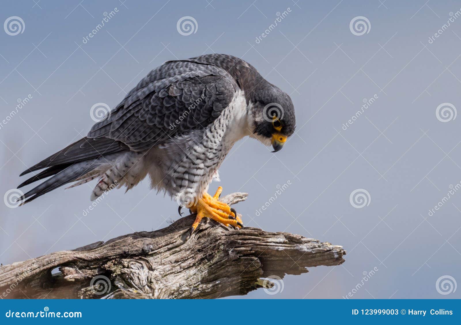 Peregrine Falcon Perch on Branch Stock Image - Image of cliff, avian ...