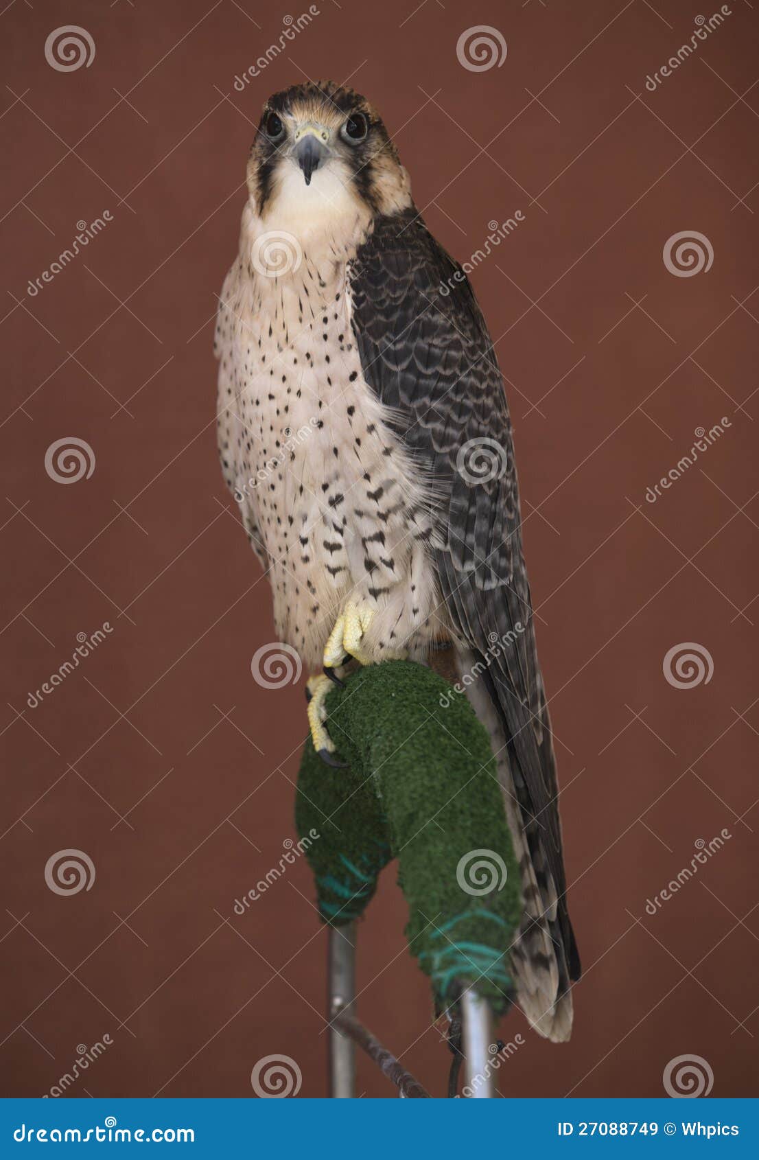 Peregrine falcon perched stock image. Image of nature - 27088749
