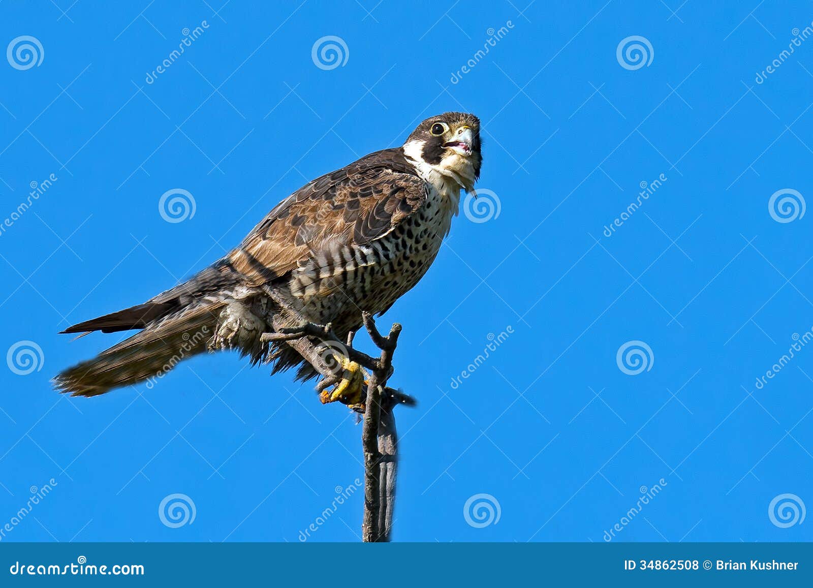 Peregrine Falcon stock photo. Image of flight, majestic - 34862508