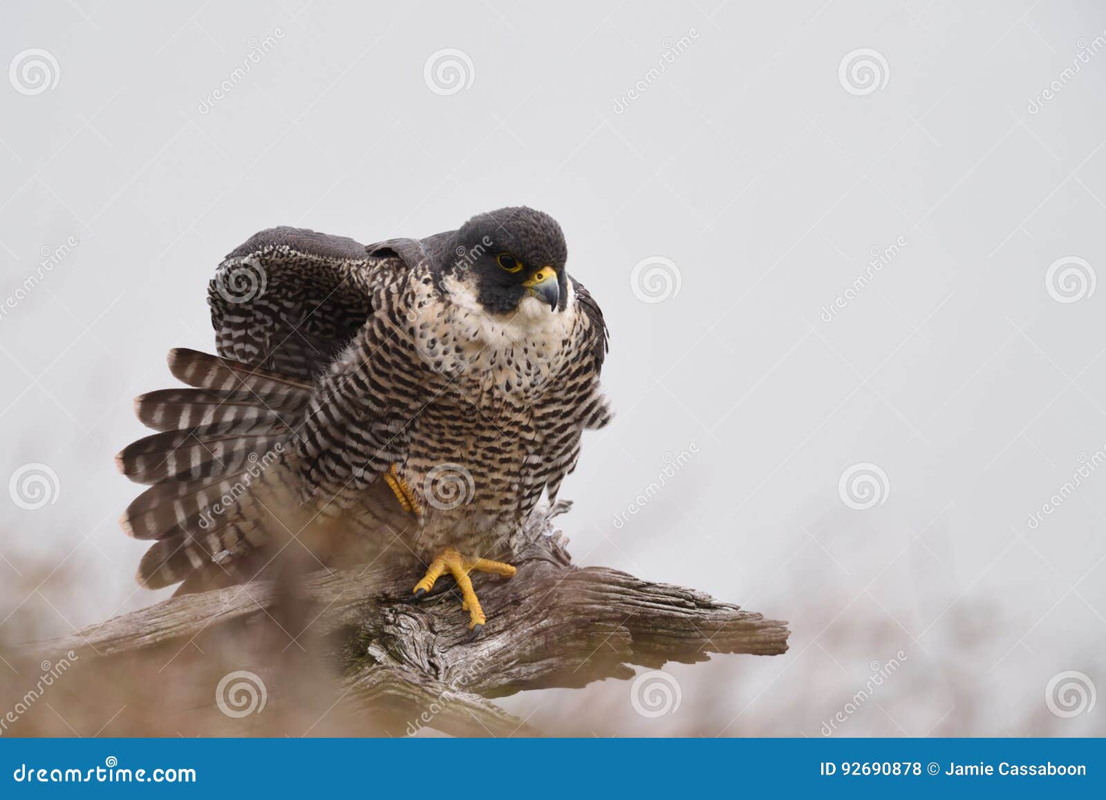 A Peregrine Falcon Perched on a Dead Limb Stock Photo - Image of ...