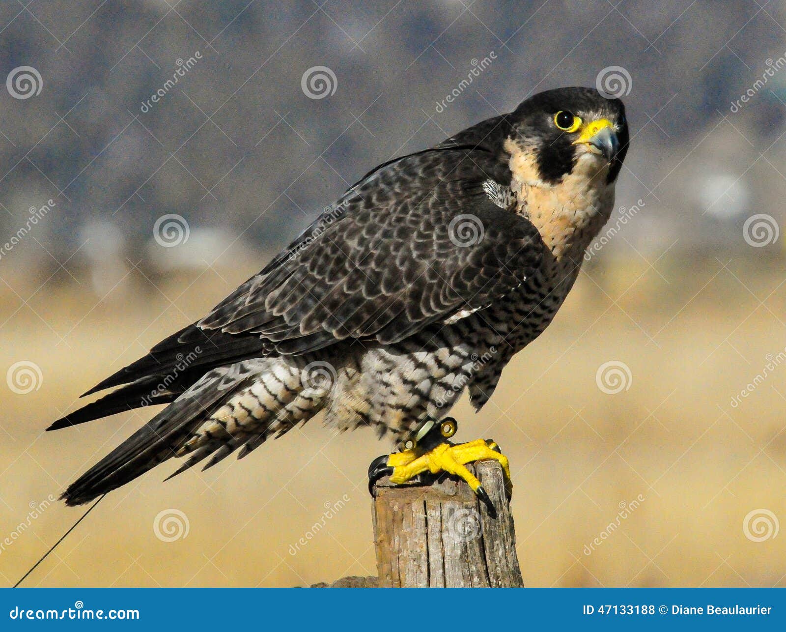 Peregrine Falcon stock photo. Image of nature, bird, post - 47133188
