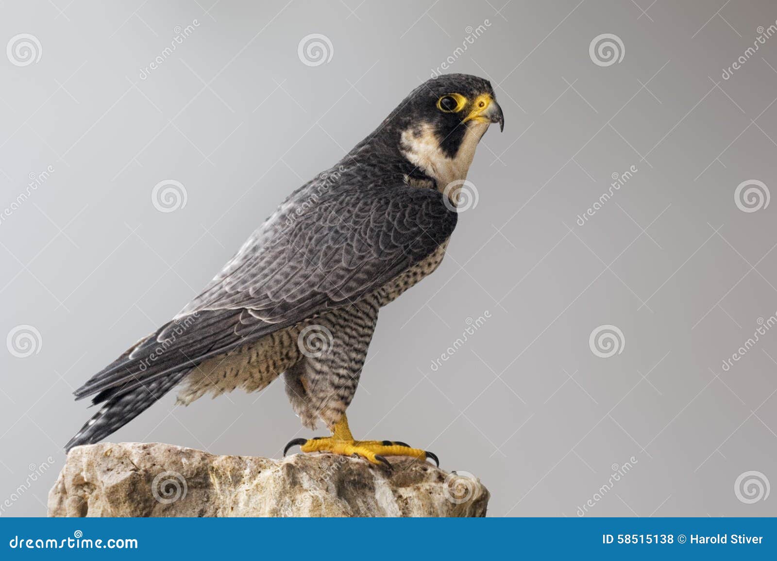 Peregrine Falcon Perched on a Rock Stock Photo - Image of predator ...