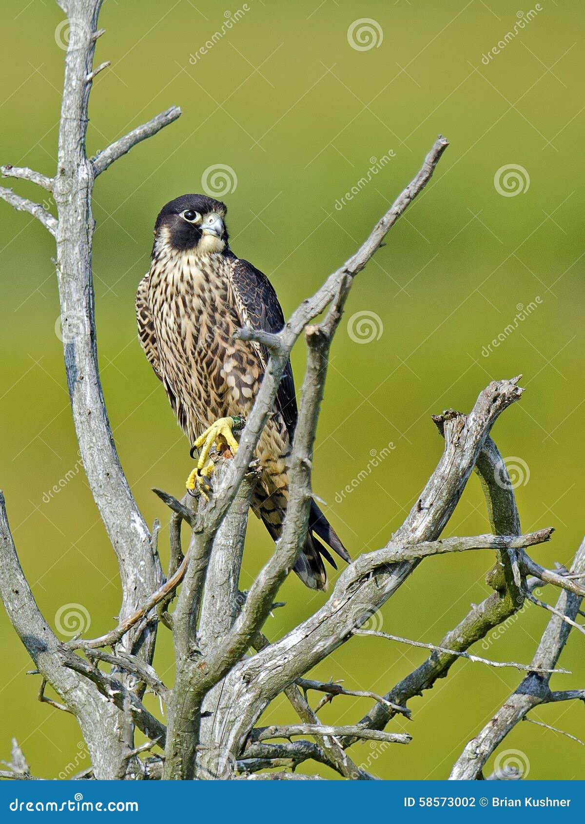 Peregrine Falcon stock photo. Image of wings, profile - 58573002